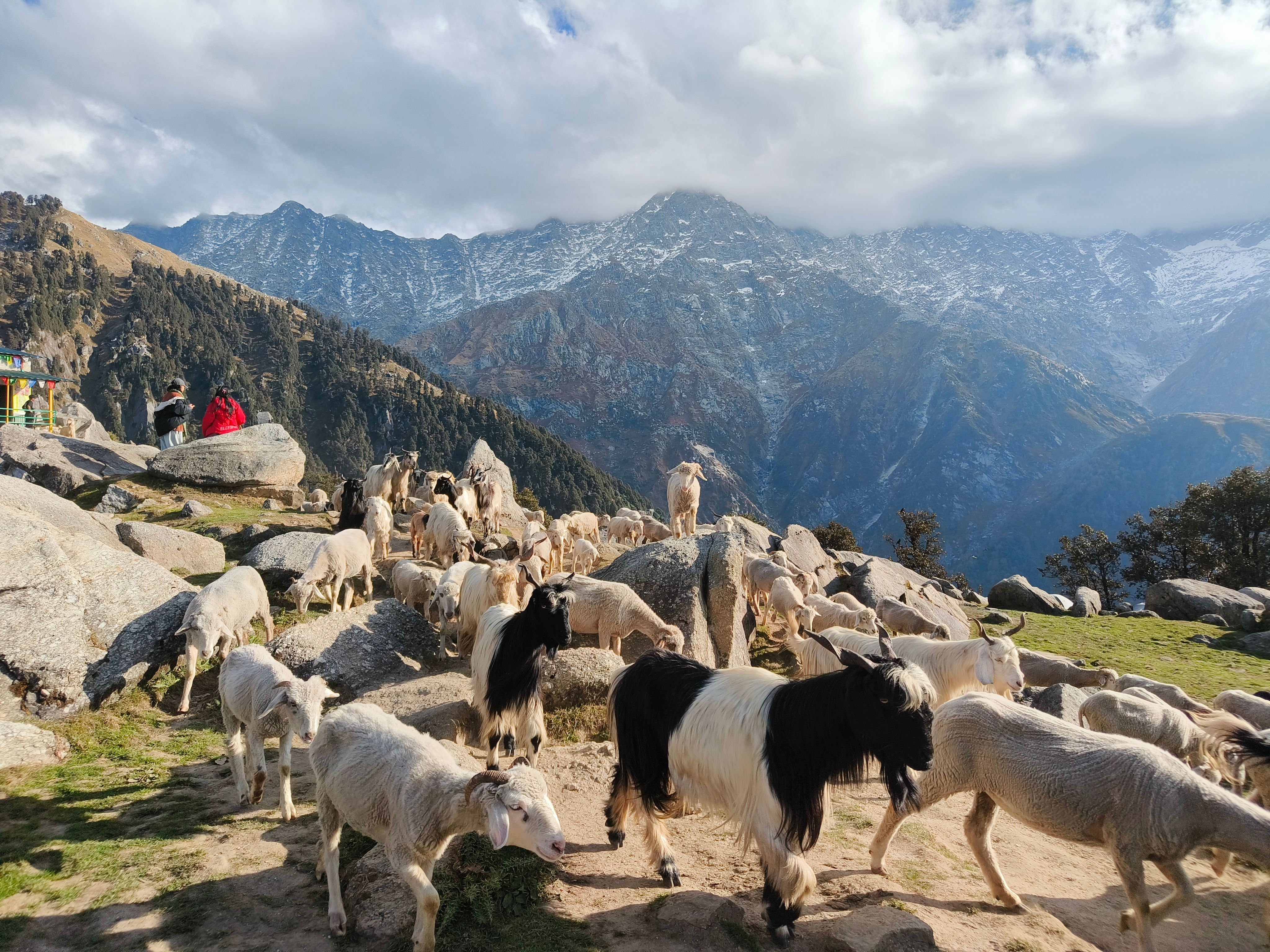 Picturesque Mountain Trek with Goats in Himachal Pradesh · Free Stock Photo