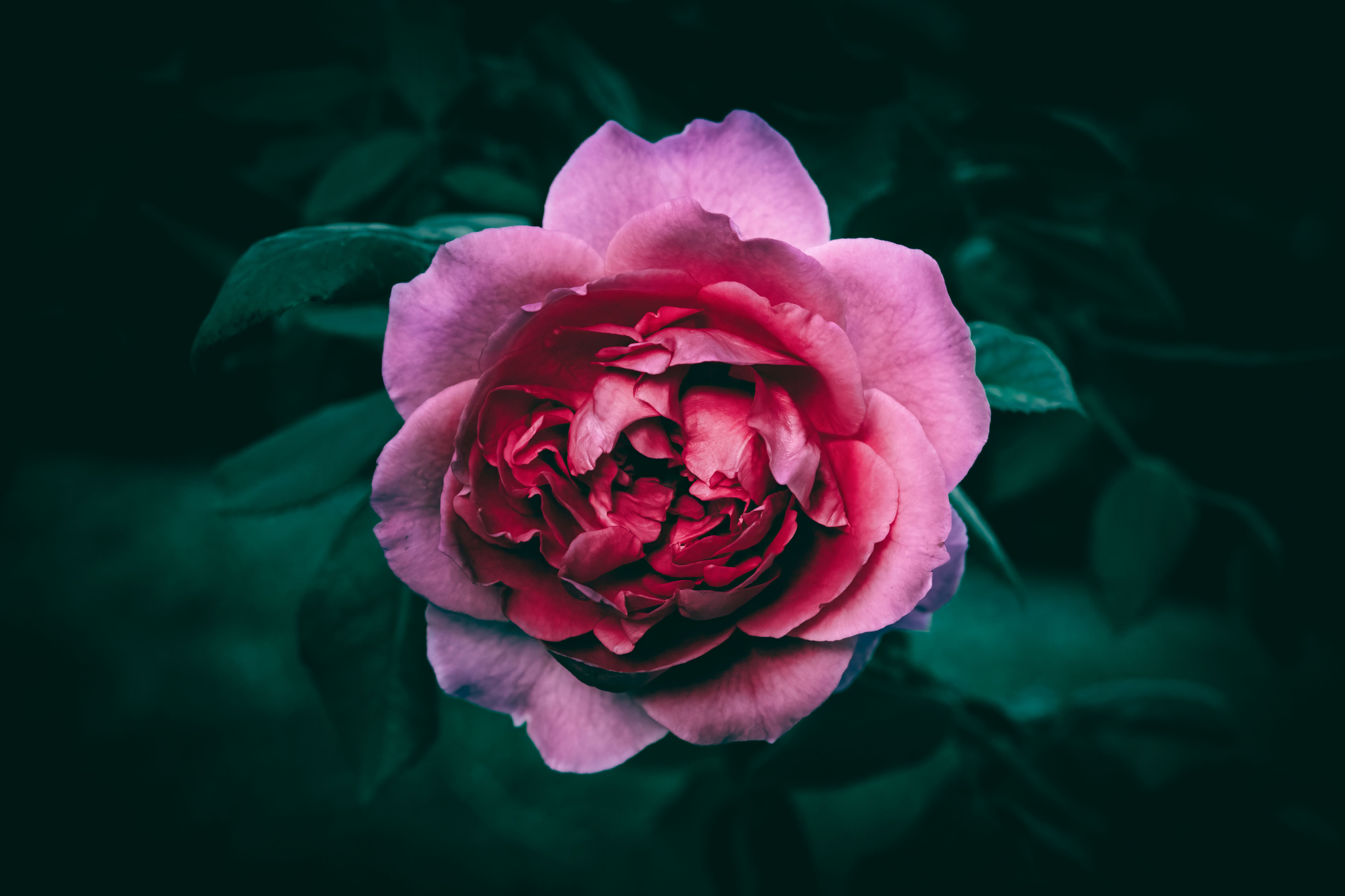 Close-up of a Blooming Pink Rose in Garden · Free Stock Photo
