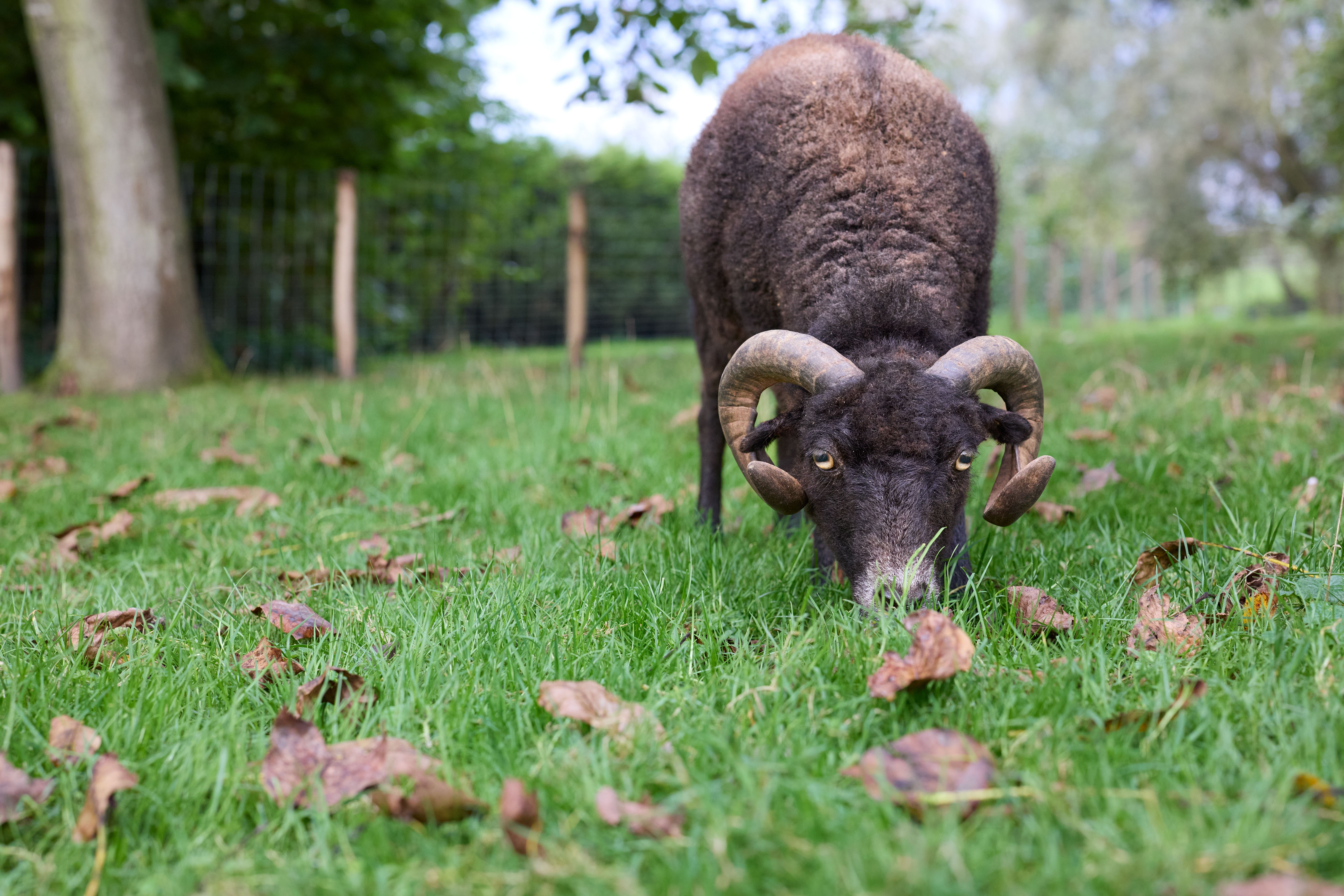 Katahdin Sheep Photos, Download The BEST Free Katahdin Sheep Stock ...