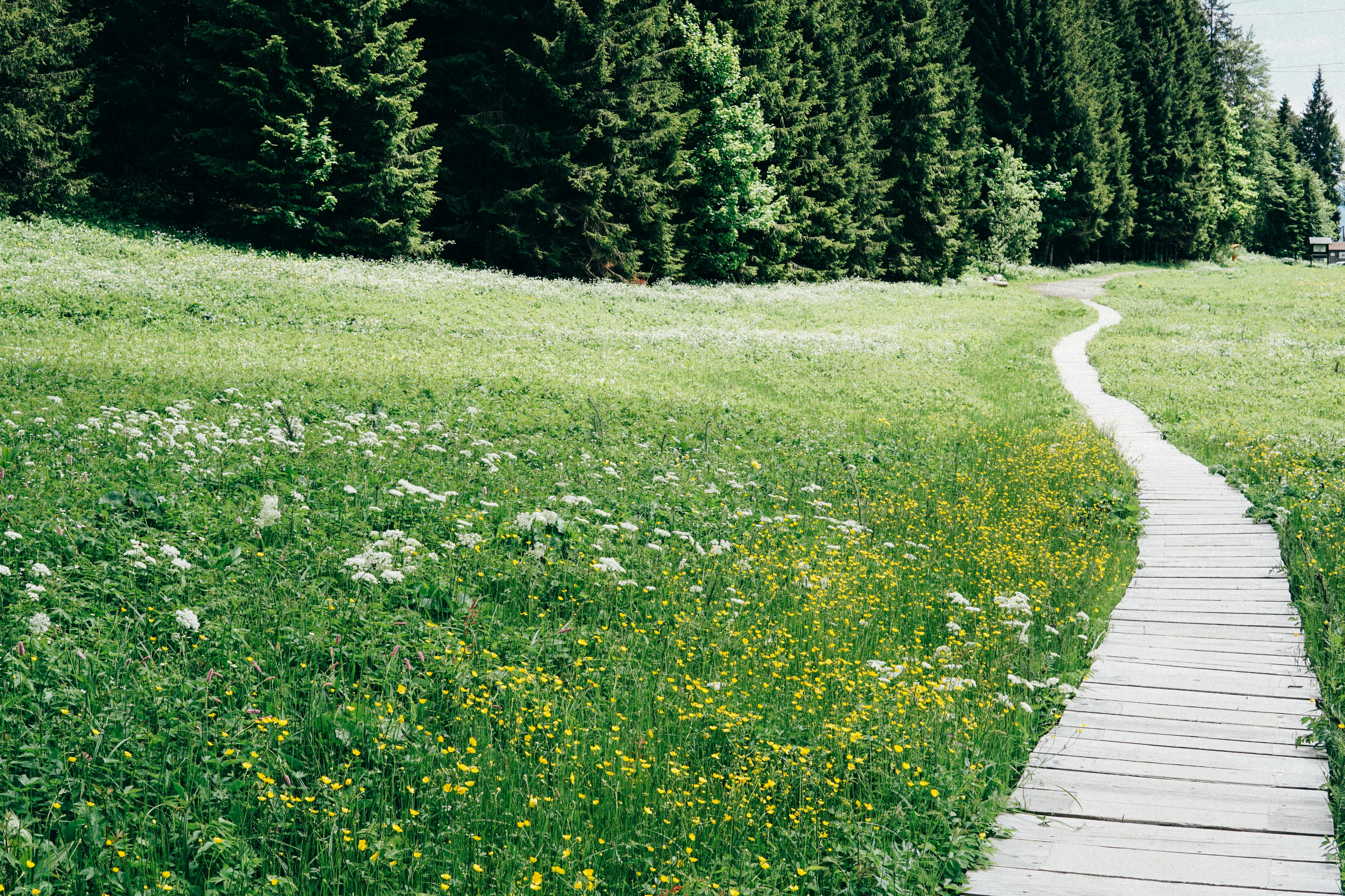 Photo Of Grass Field During Daytime · Free Stock Photo