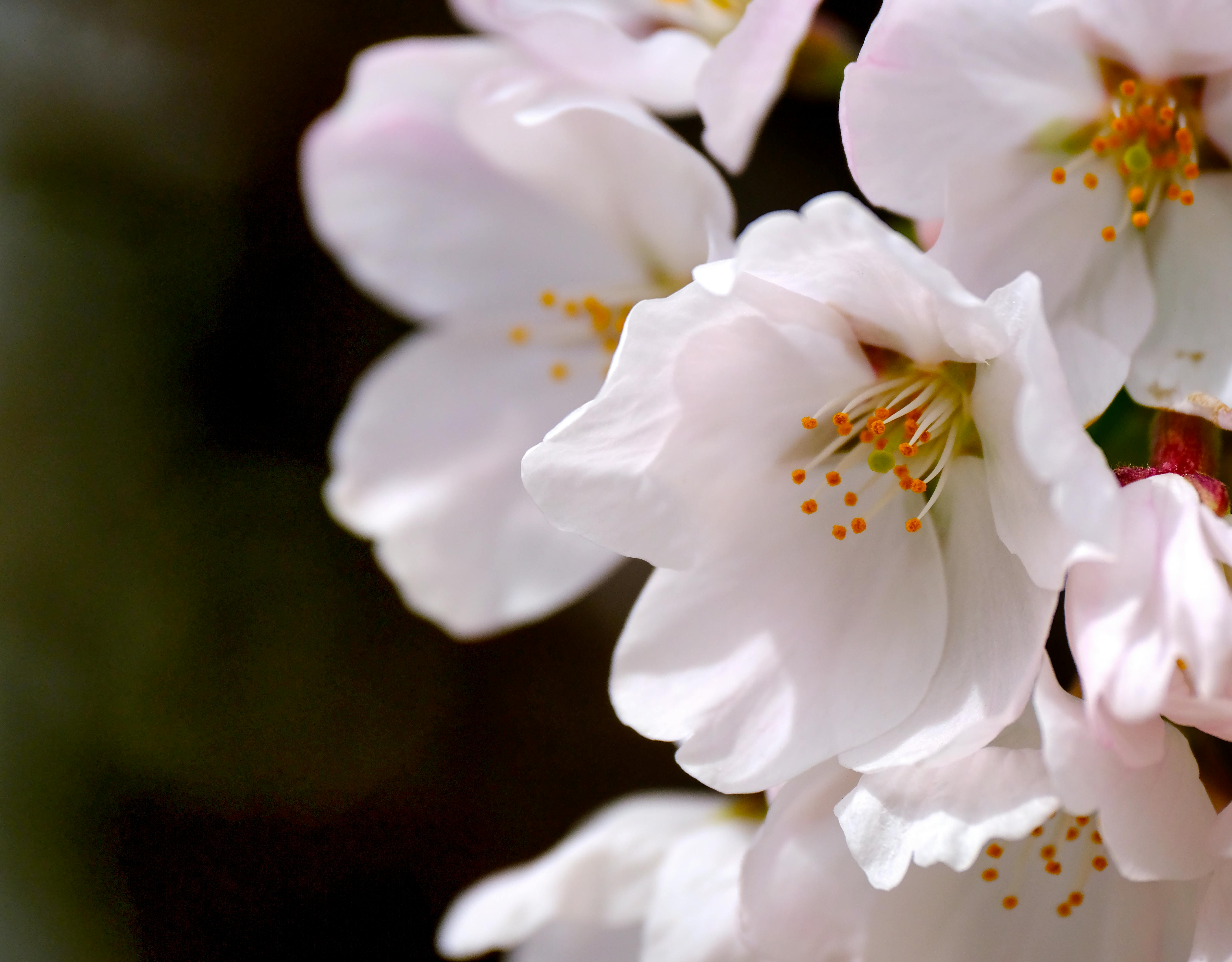 Voxtek+Wallpaper Photos, Download The BEST Free Voxtek+Wallpaper Stock ...