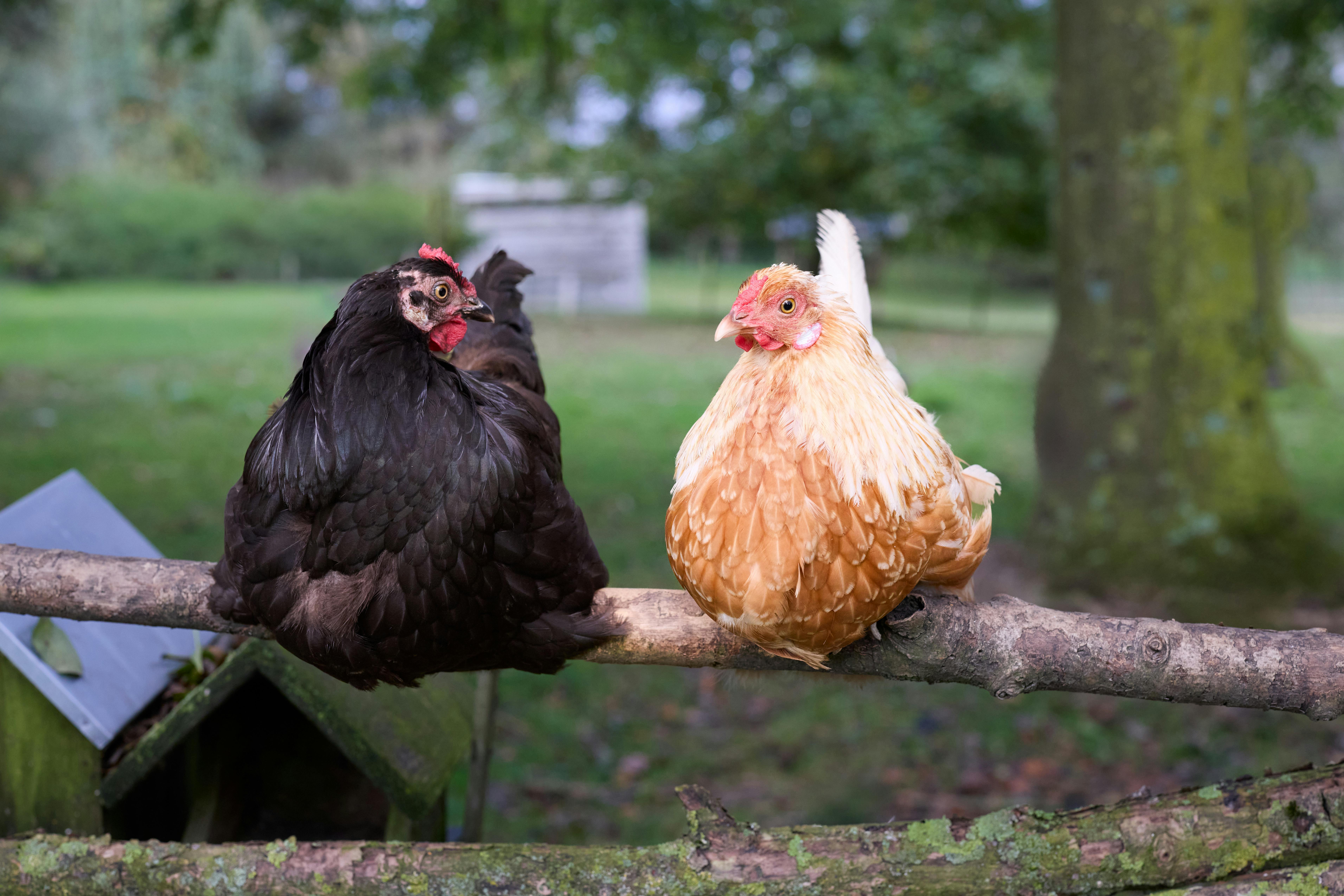 Razorbill+Pair+In+Bolungarvík,+Iceland Photos, Download The BEST Free ...