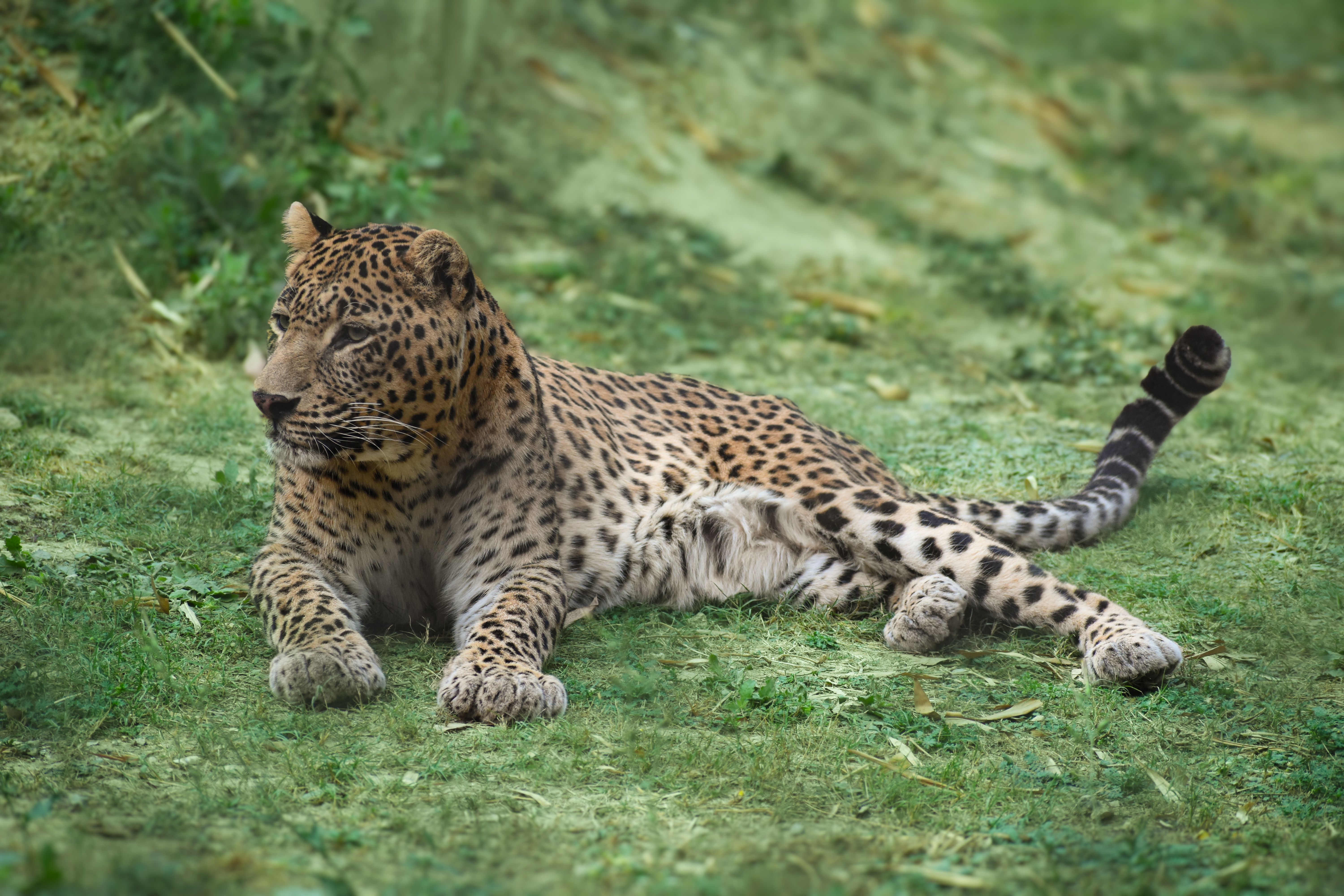 Majestic Leopard Resting in Natural Habitat · Free Stock Photo