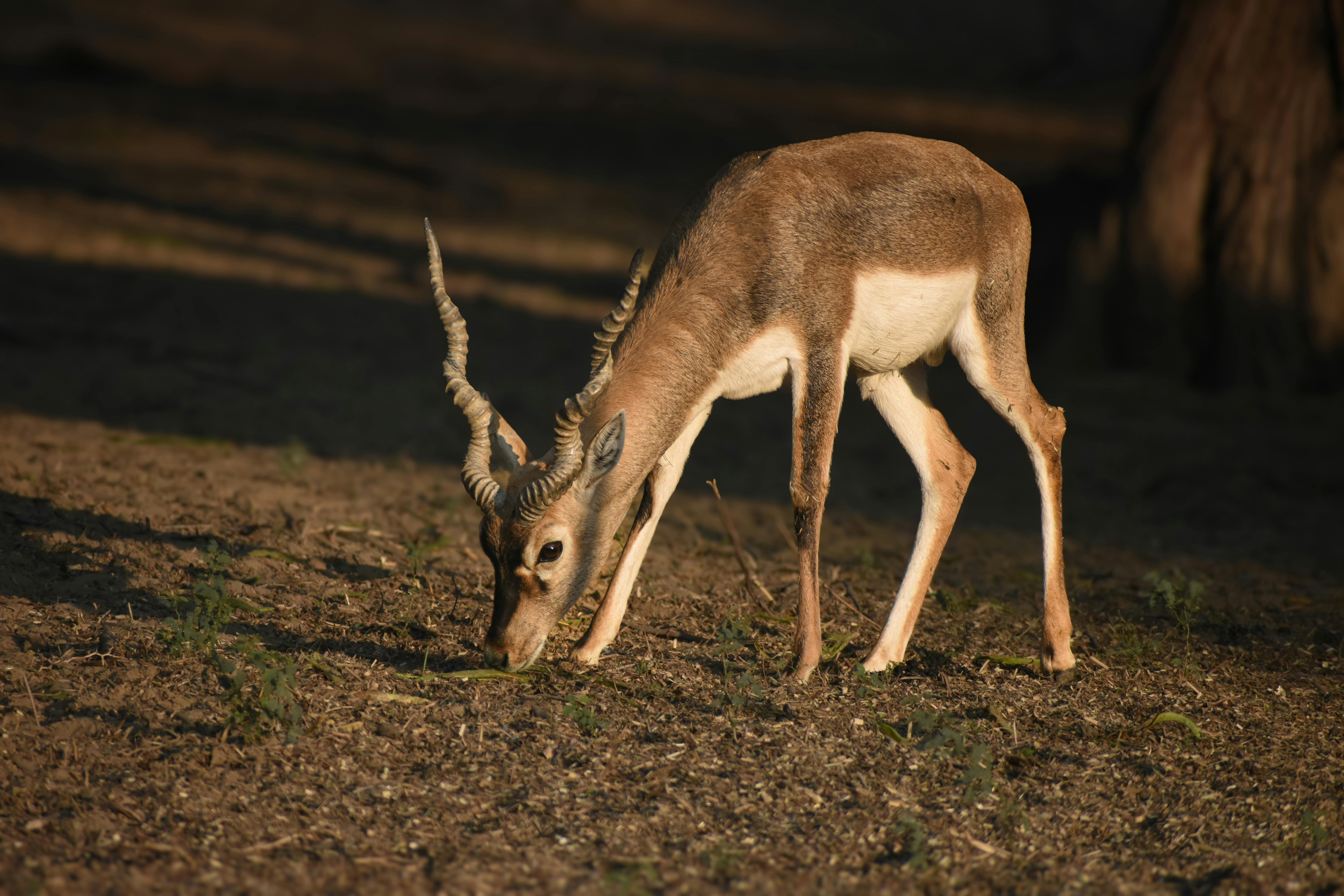 Gazelle Photos, Download The BEST Free Gazelle Stock Photos & HD Images