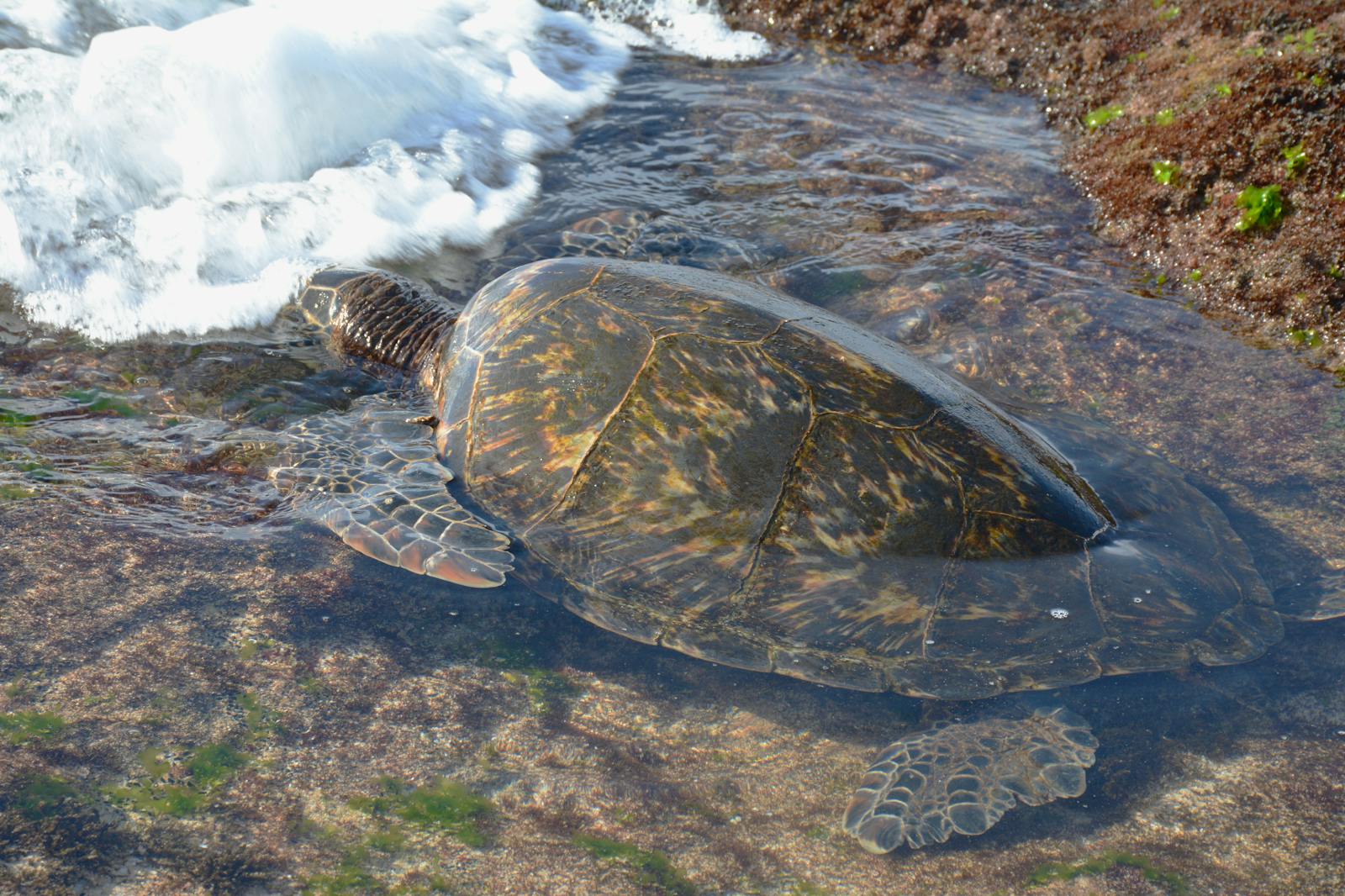 Sea Turtle Posters Photos, Download The BEST Free Sea Turtle Posters ...