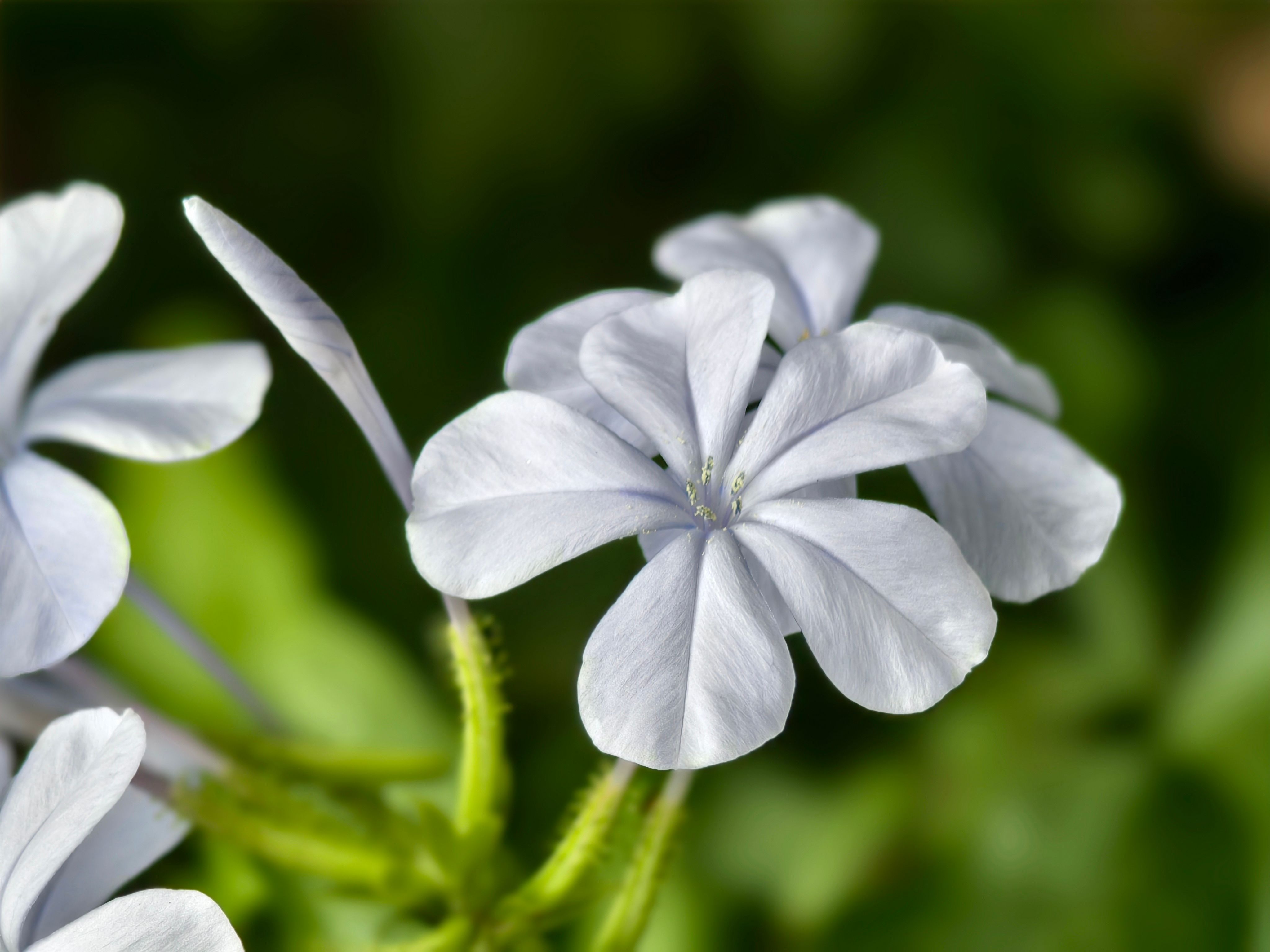 Close-up of Plumbago Flower in Bloom · Free Stock Photo