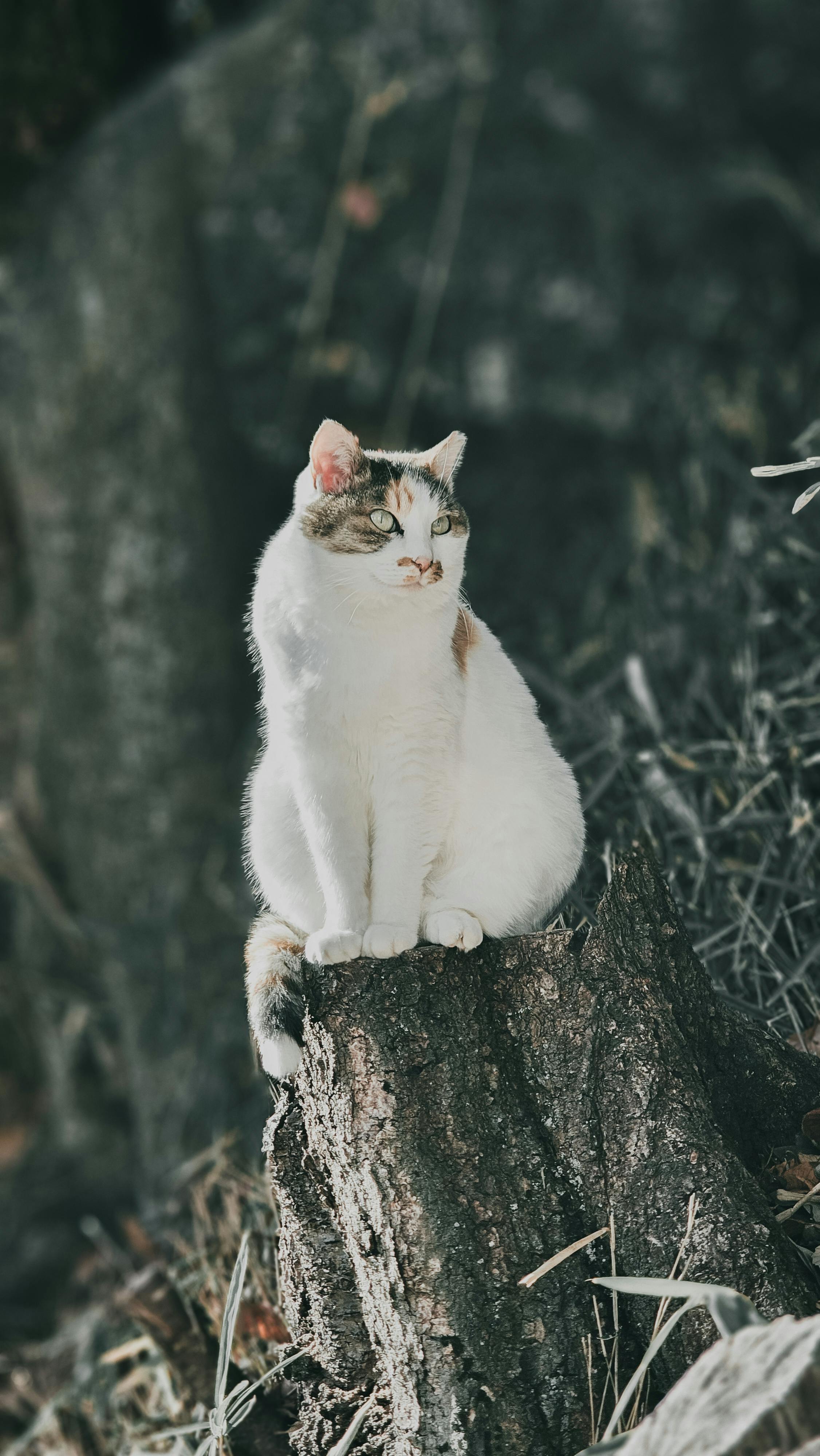 Cat Reaction Photos, Download The BEST Free Cat Reaction Stock Photos ...