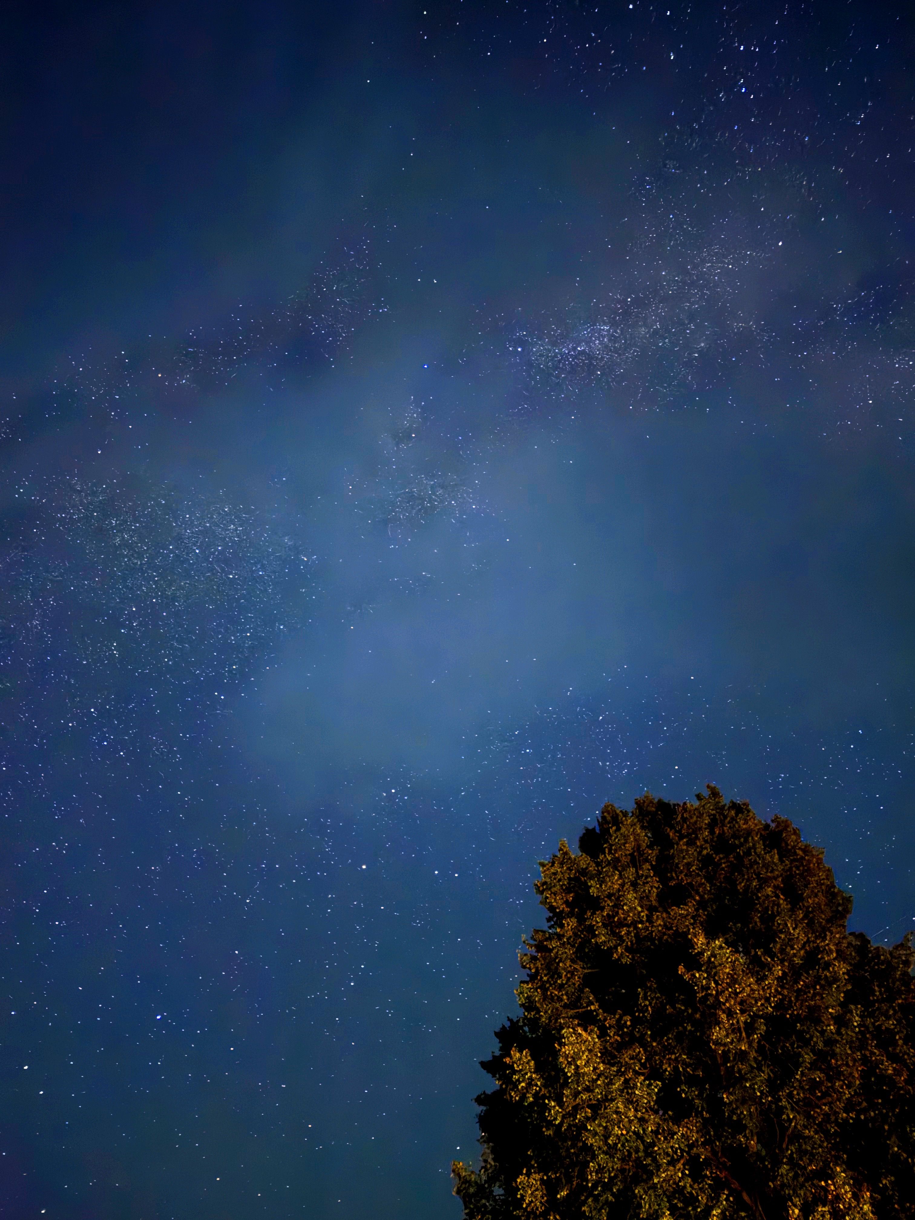 Starlit Night Sky with Tree Silhouette · Free Stock Photo