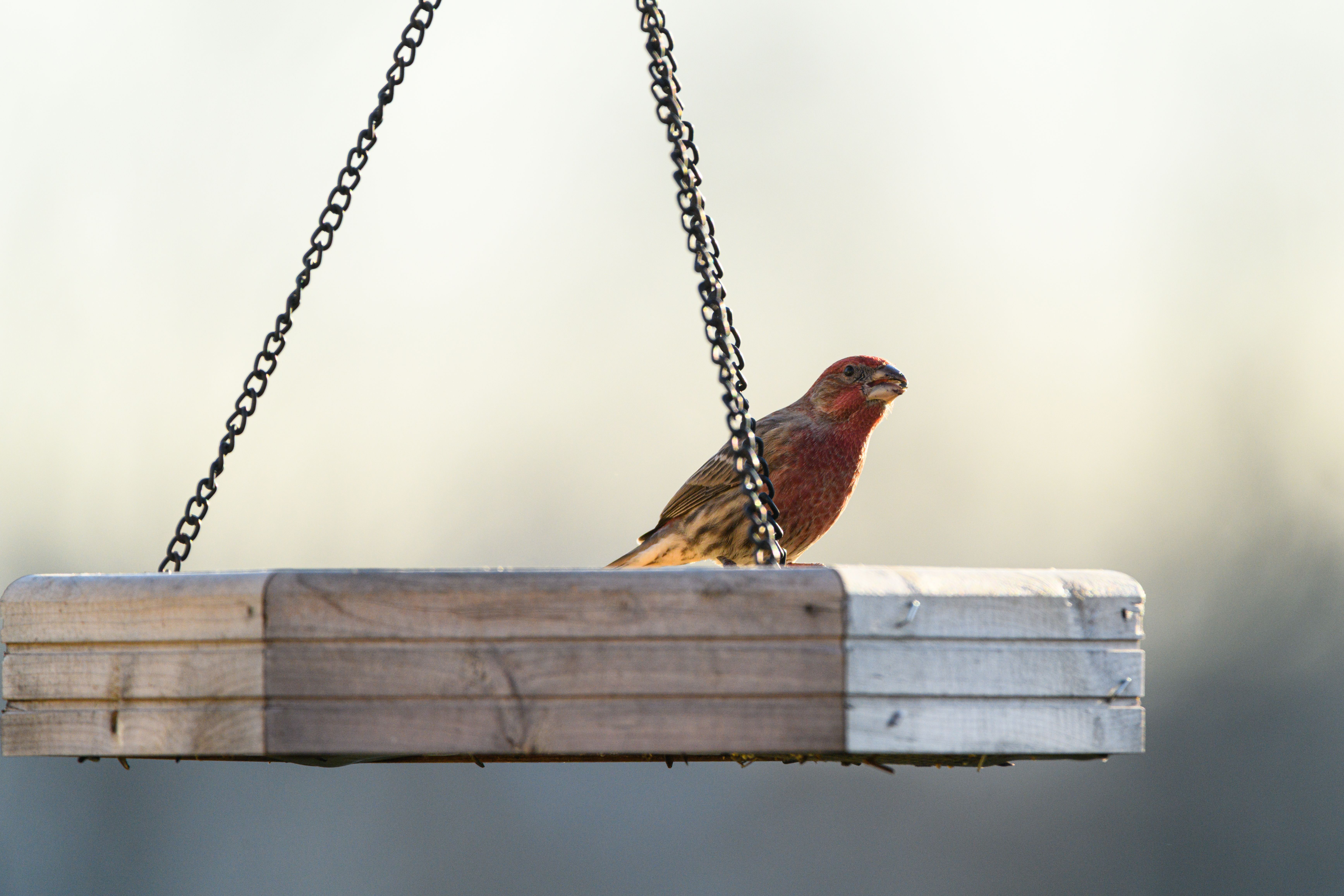 Horse Shoe Bird Feeder Photos, Download The BEST Free Horse Shoe Bird ...