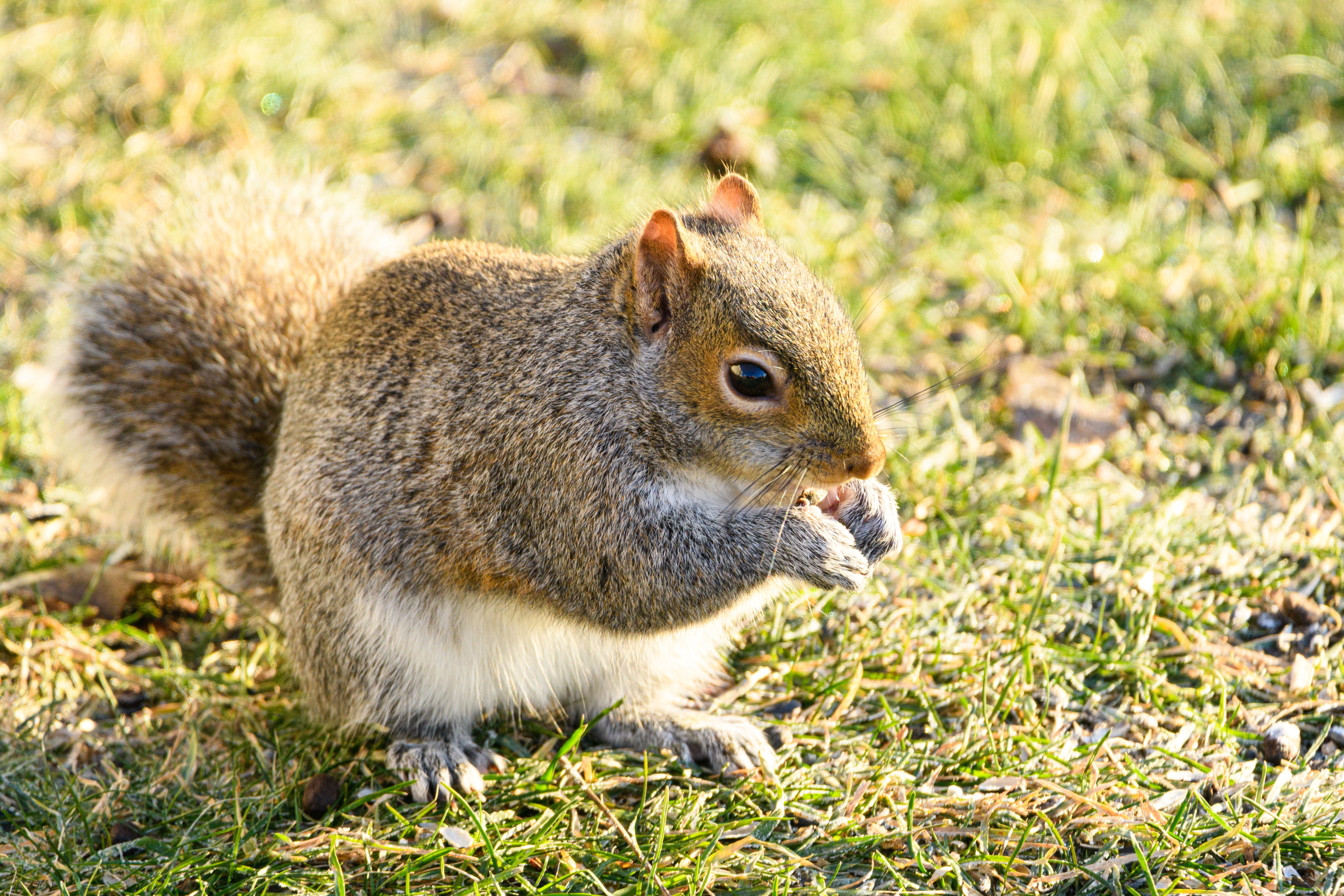 Small Animal Photos, Download The BEST Free Small Animal Stock Photos ...