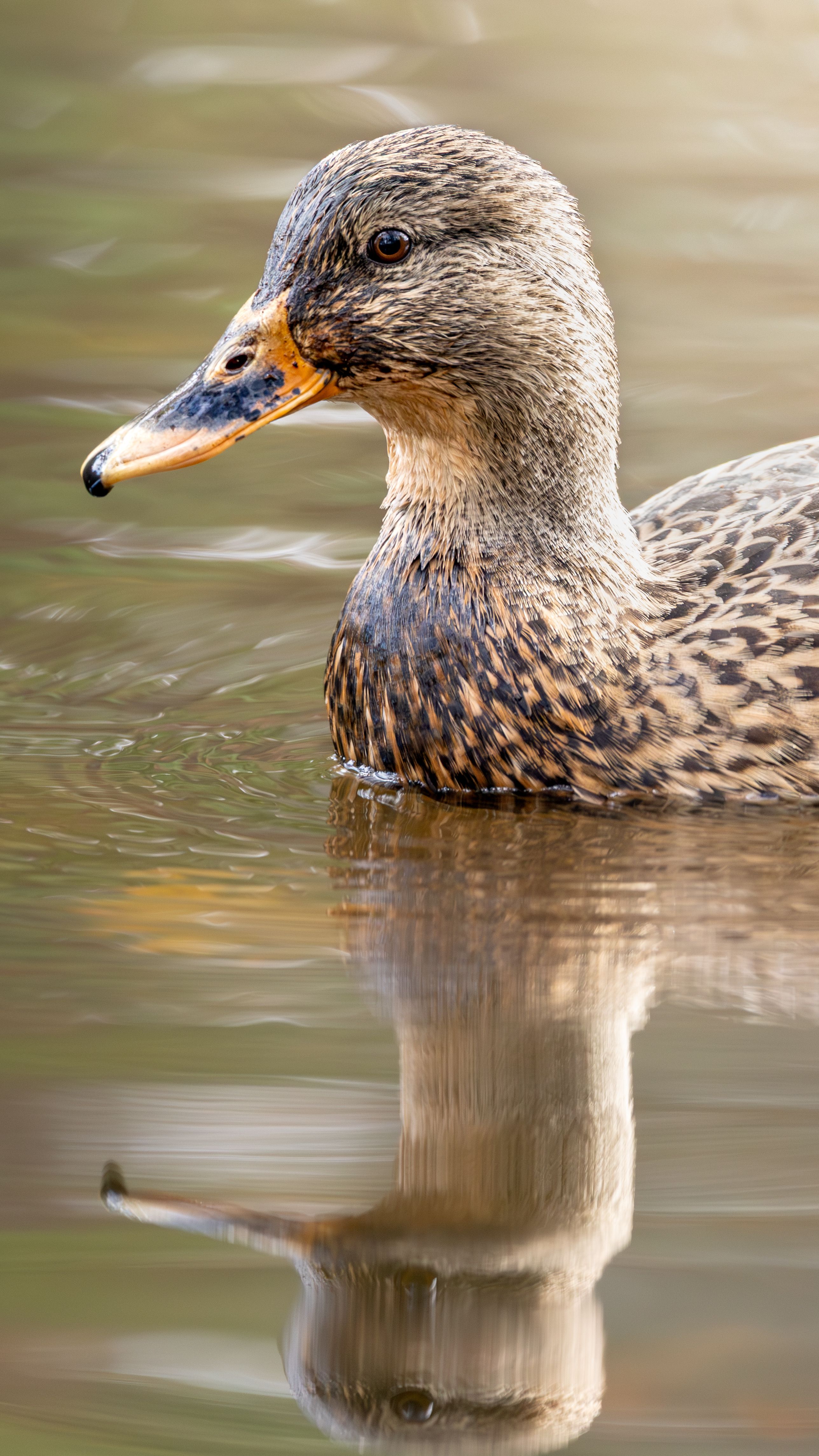 Mallard+Pp Photos, Download The BEST Free Mallard+Pp Stock Photos & HD ...