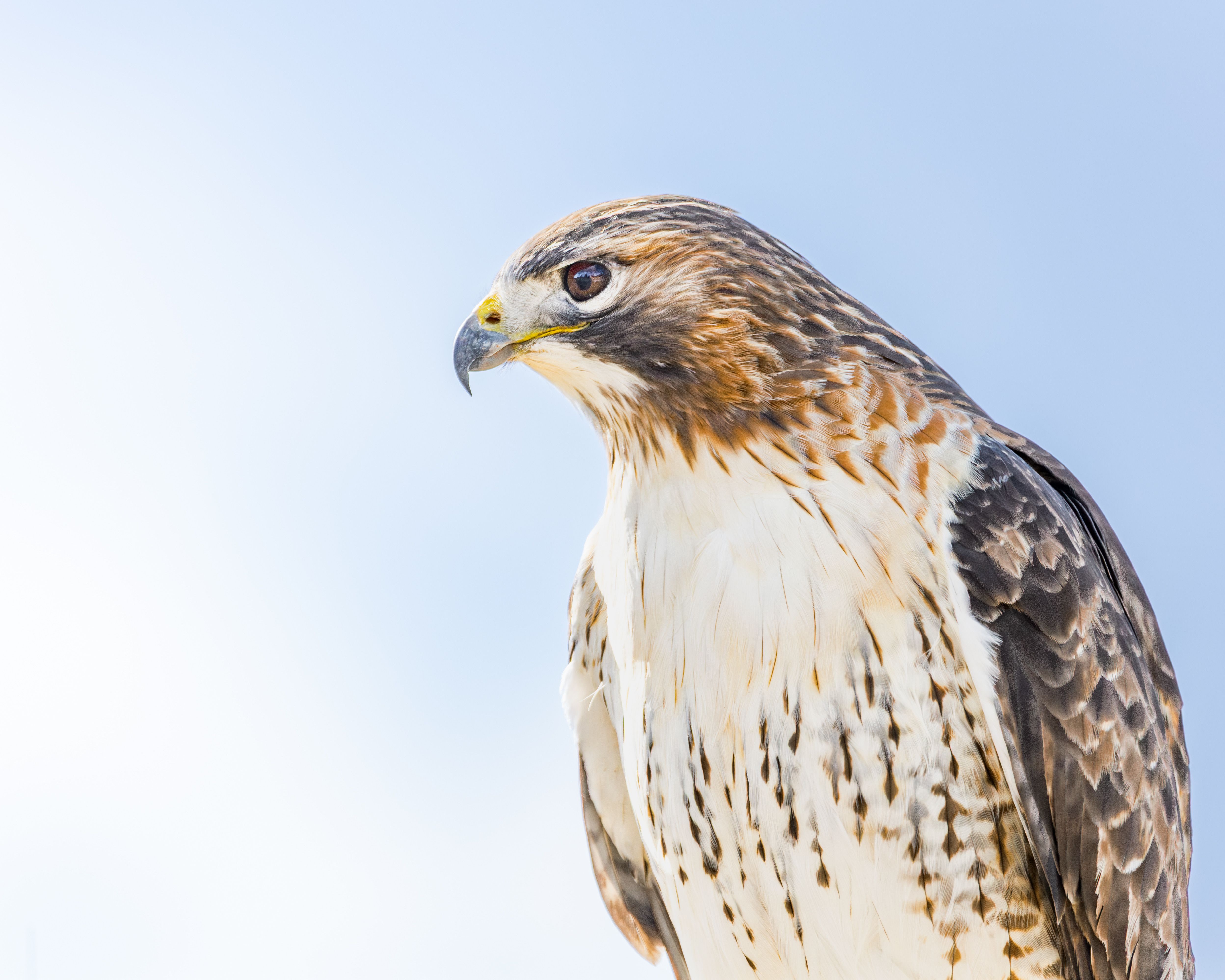 Hawk Simbol Photos, Download The BEST Free Hawk Simbol Stock Photos ...