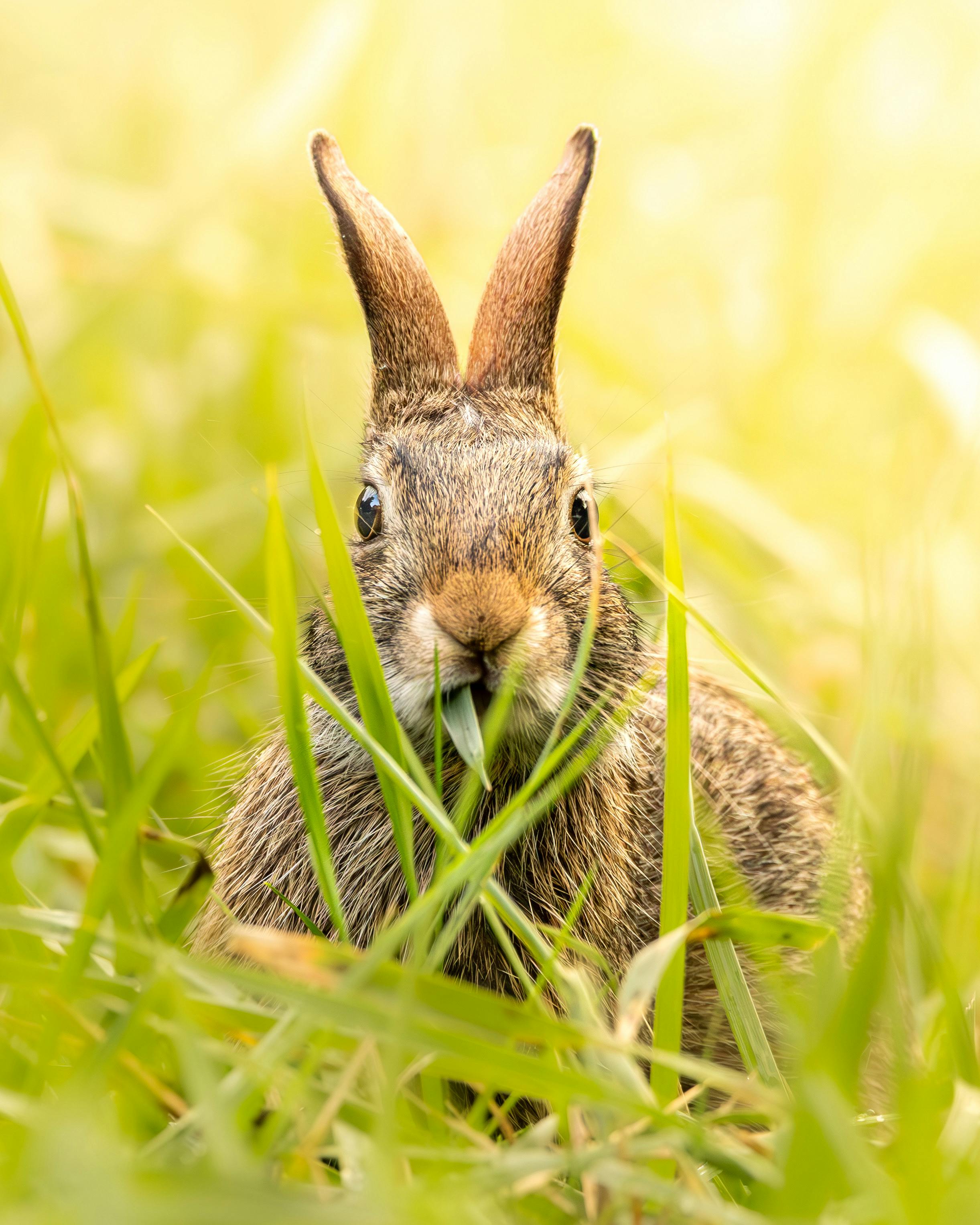 Cute Rabbit Photos, Download The BEST Free Cute Rabbit Stock Photos ...