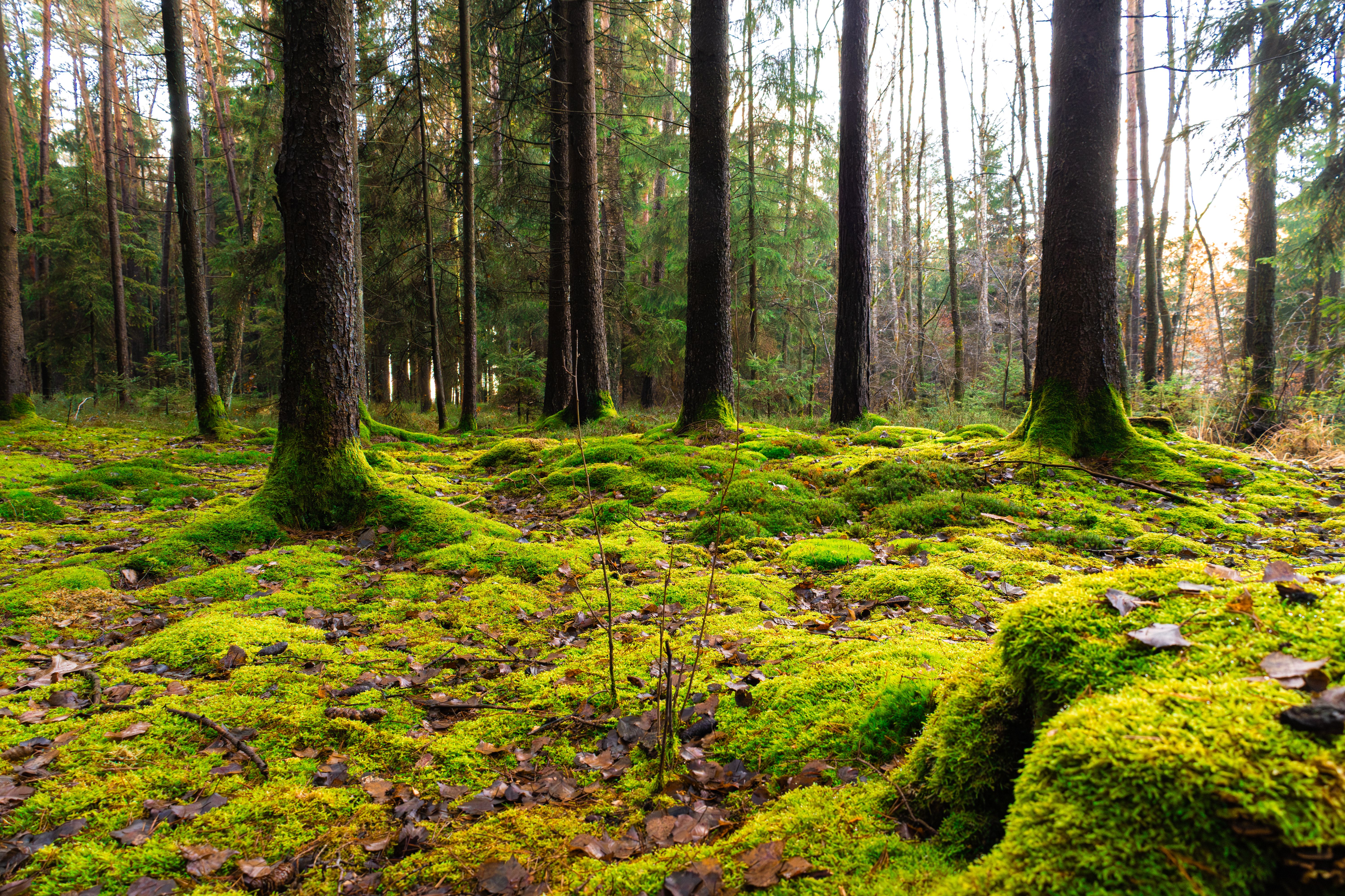 Forest Ppt Background Photos, Download The BEST Free Forest Ppt ...