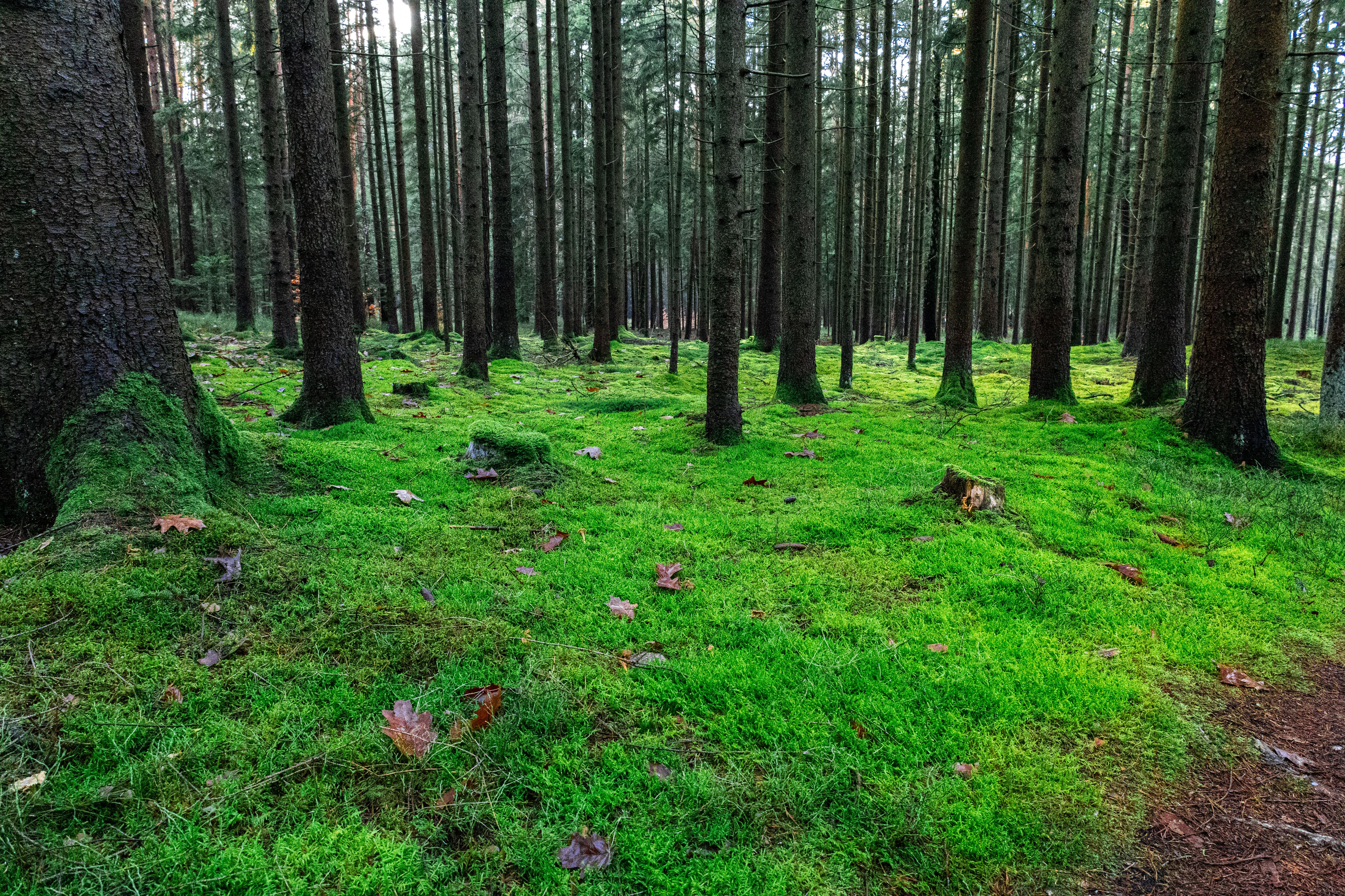 Forest Ppt Background Photos, Download The BEST Free Forest Ppt ...
