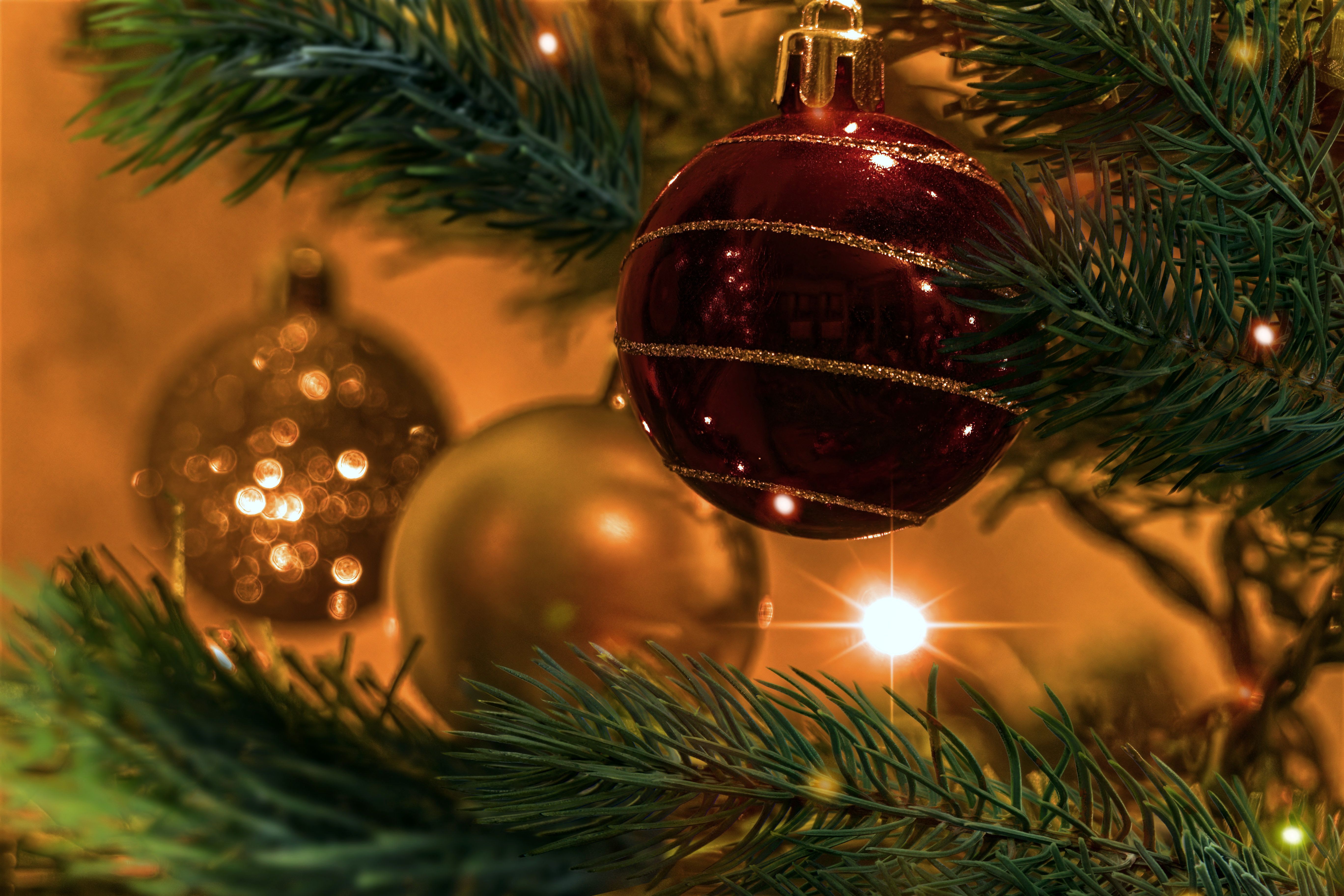 Festive Christmas Baubles on Pine Tree Branches · Free Stock Photo