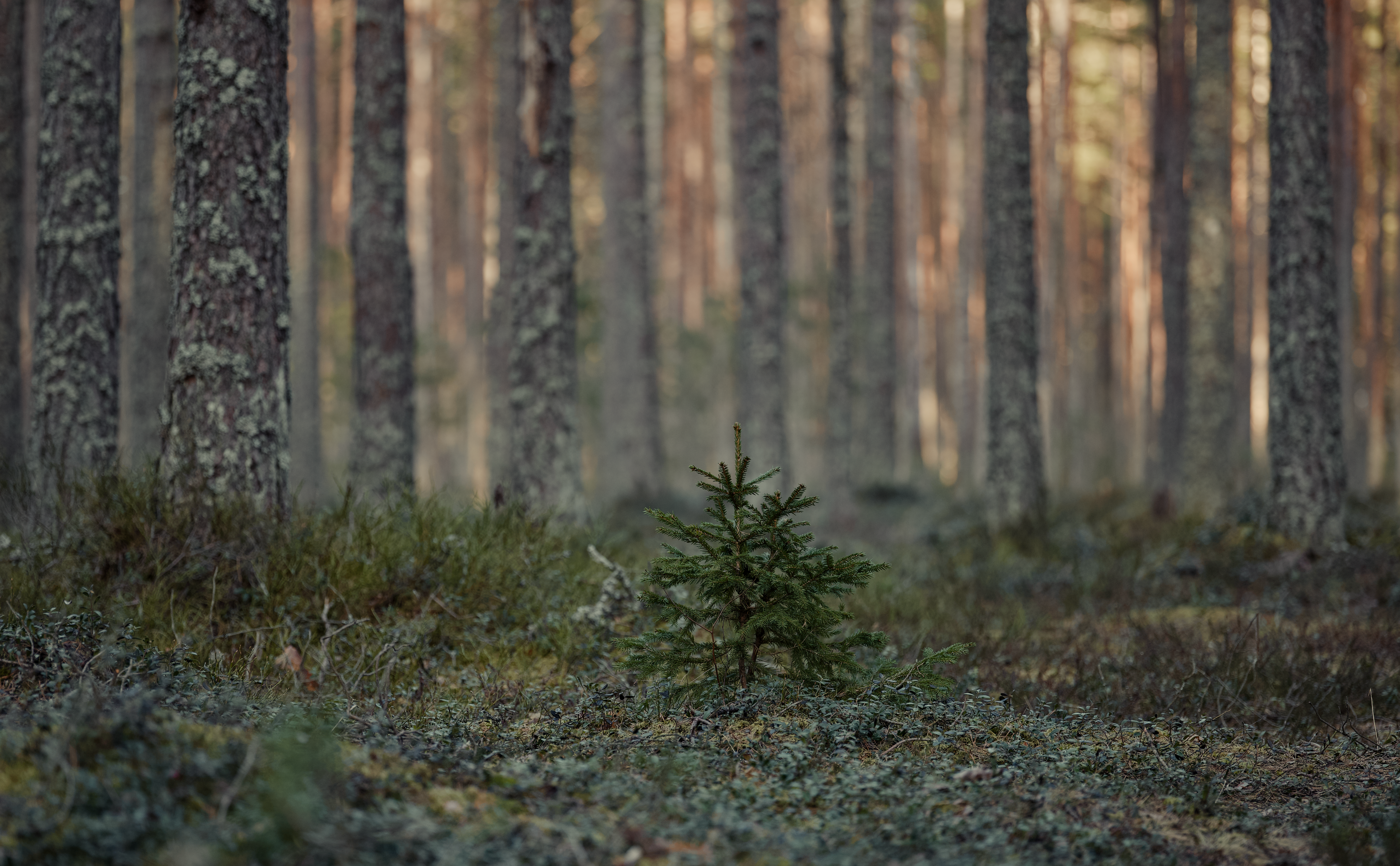 Young Spruce Tree in a Dense Forest Setting · Free Stock Photo