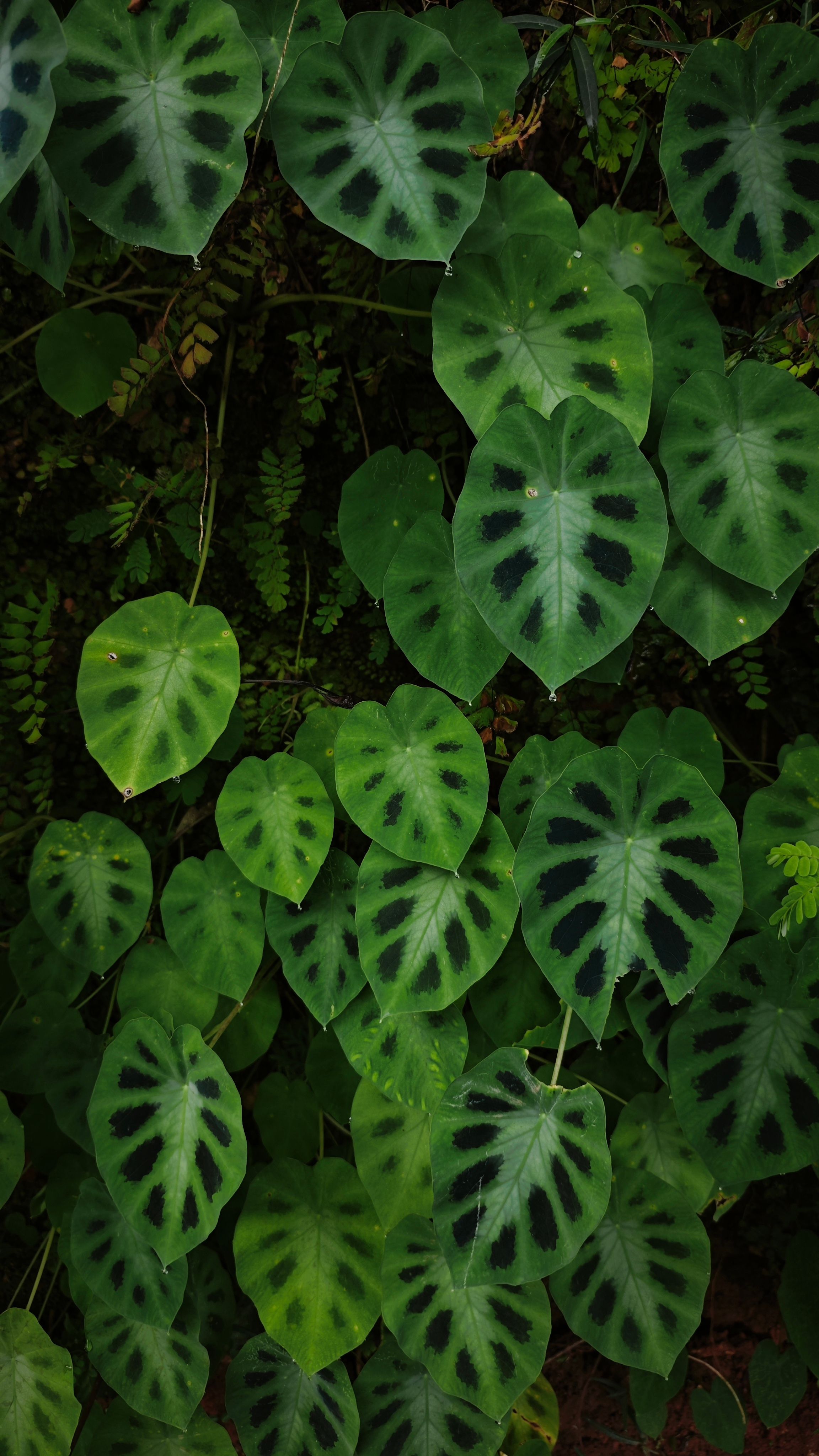 Lush Green Foliage in Udupi, Karnataka · Free Stock Photo