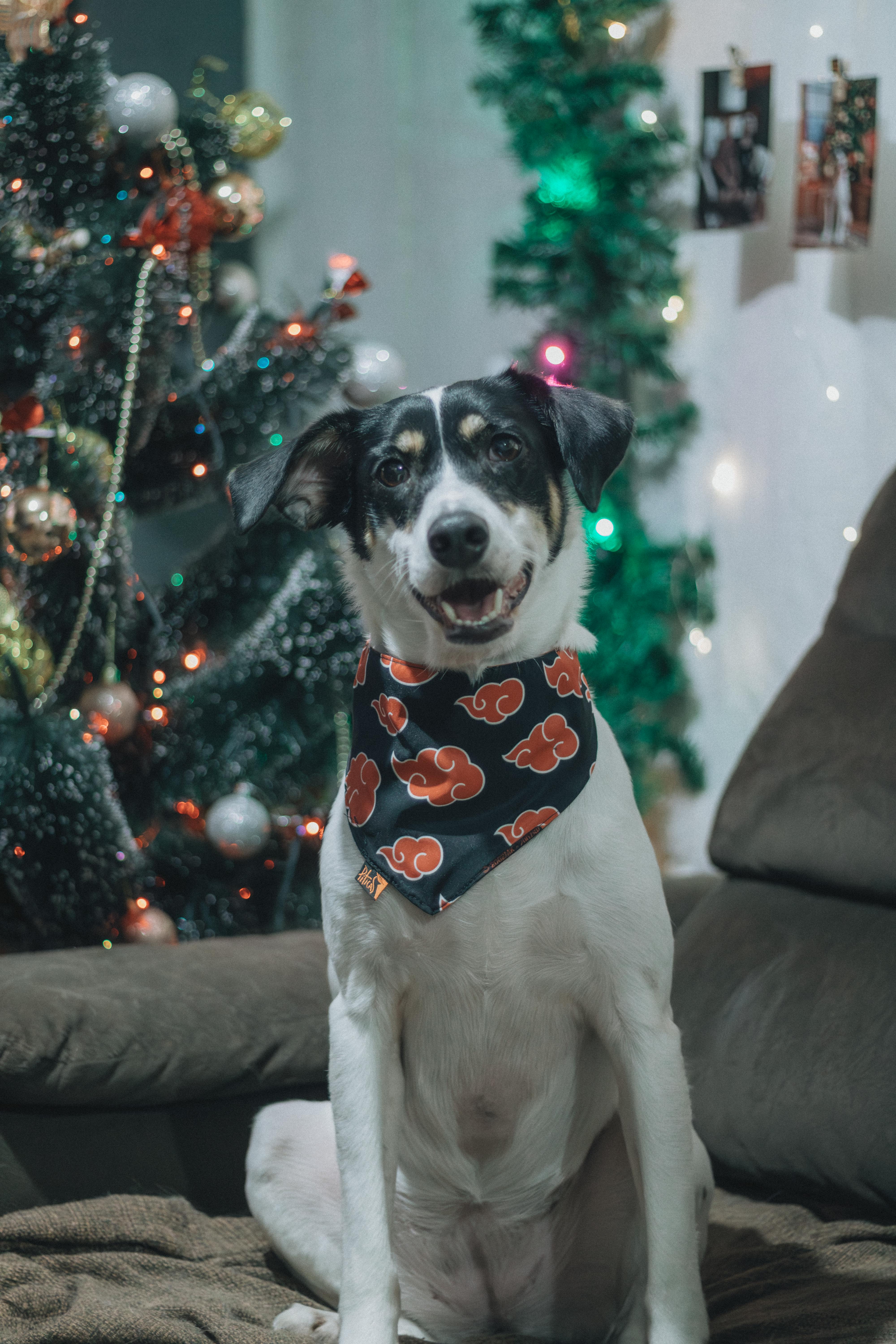 Cute+Nn+Jb+Girls Photos, Download The BEST Free Cute+Nn+Jb+Girls Stock ...