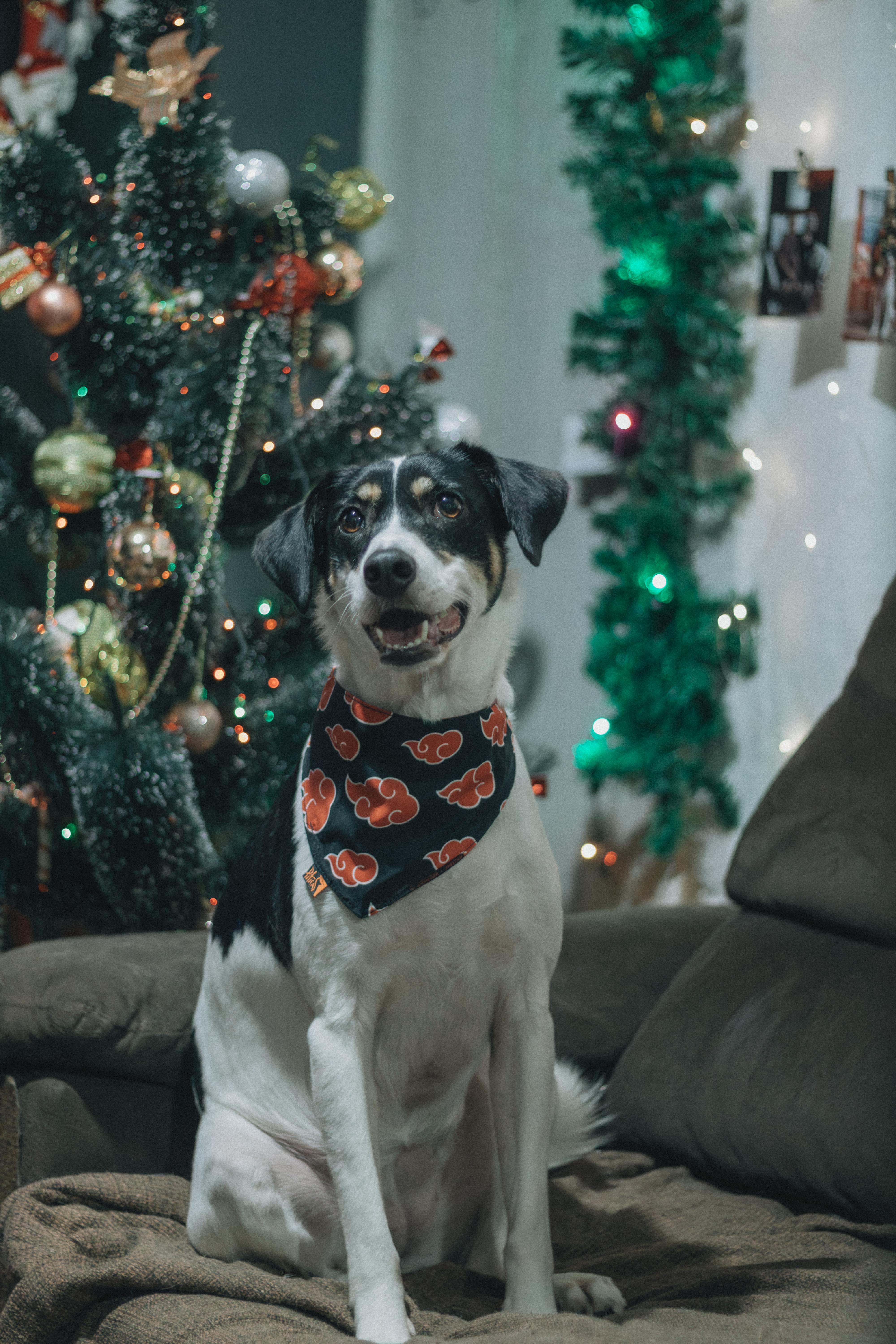 Secret Santa Photos, Download The BEST Free Secret Santa Stock Photos ...