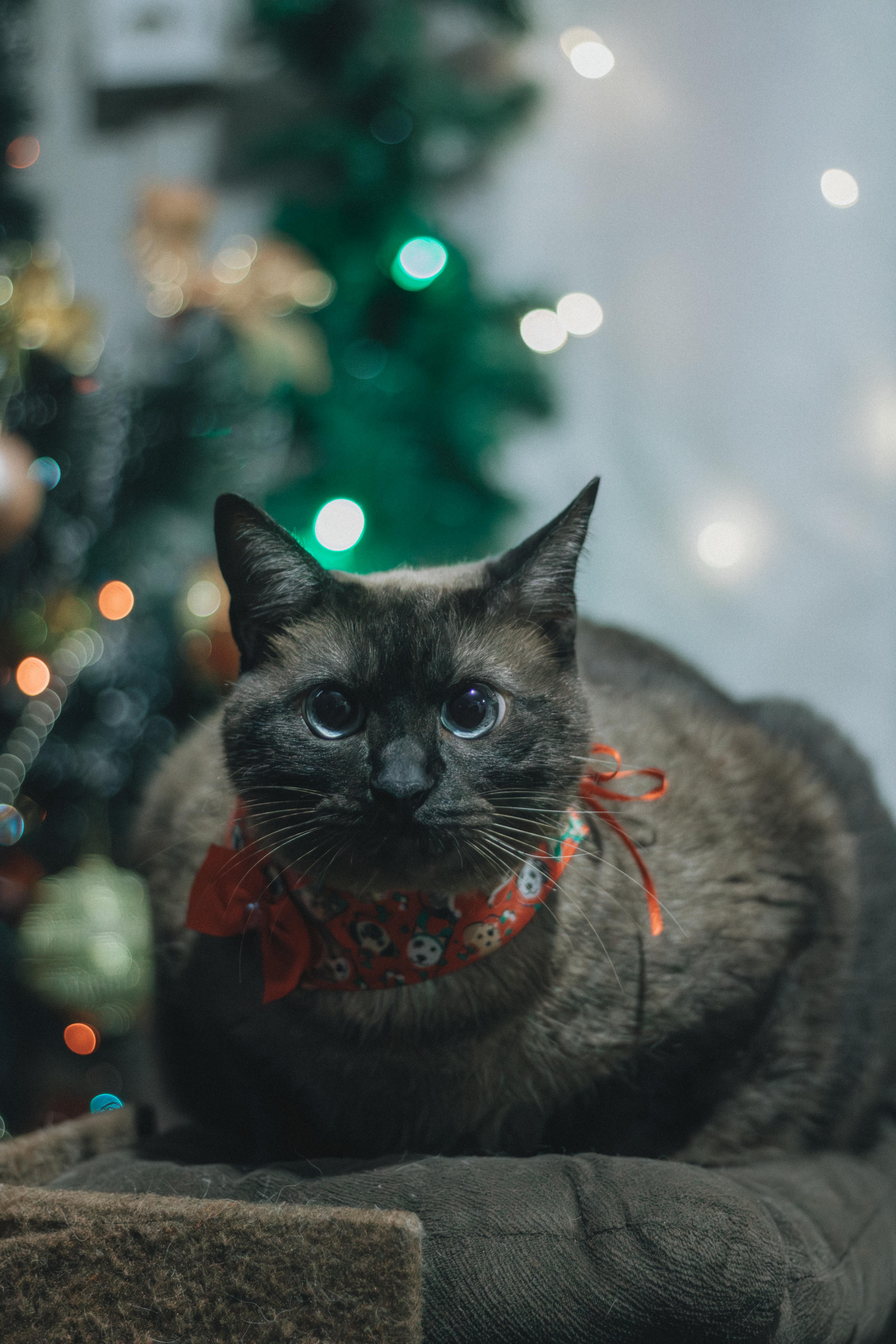 Cat Reaction Photos, Download The BEST Free Cat Reaction Stock Photos ...