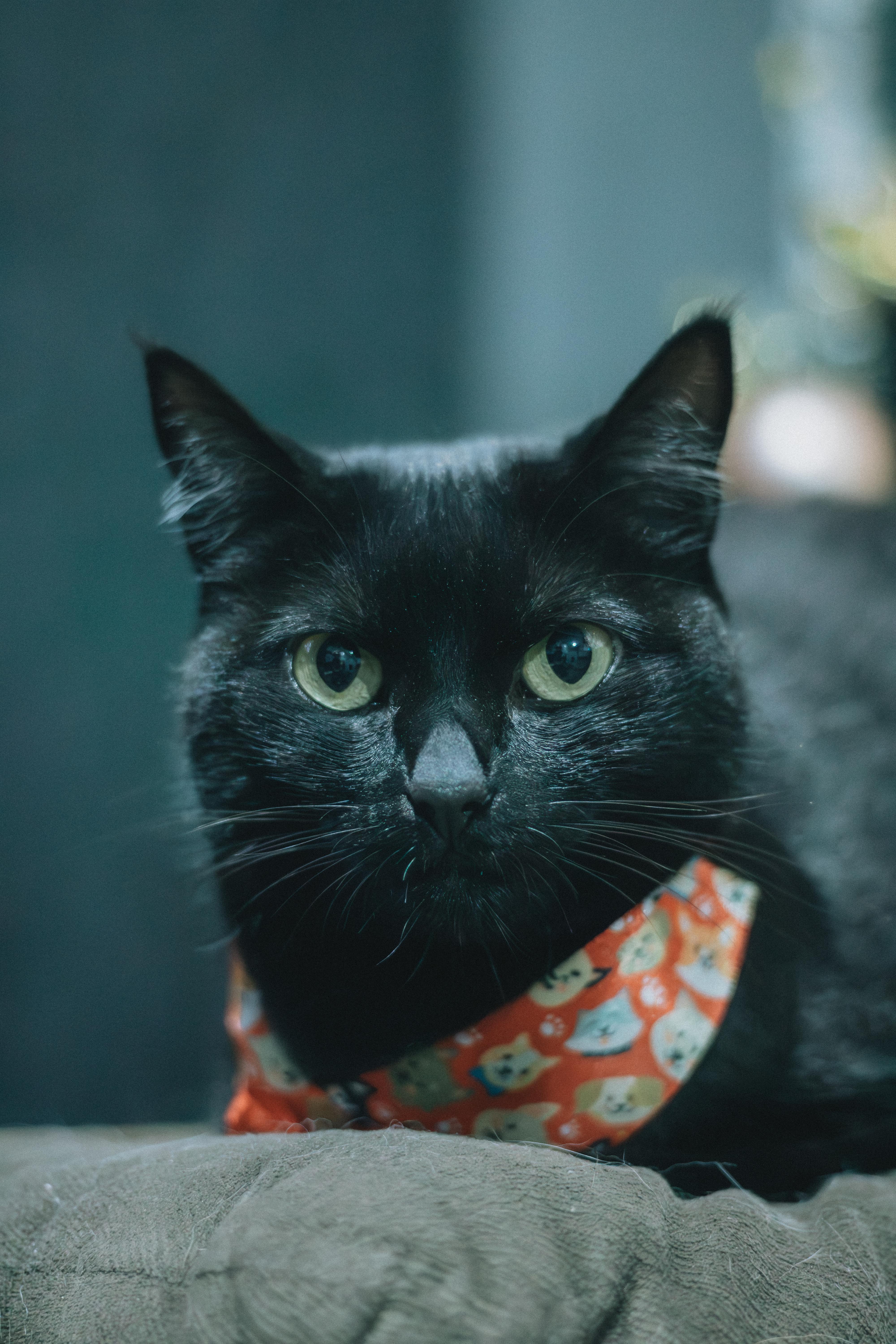 Cute+Nn+Jb+Girls Photos, Download The BEST Free Cute+Nn+Jb+Girls Stock ...