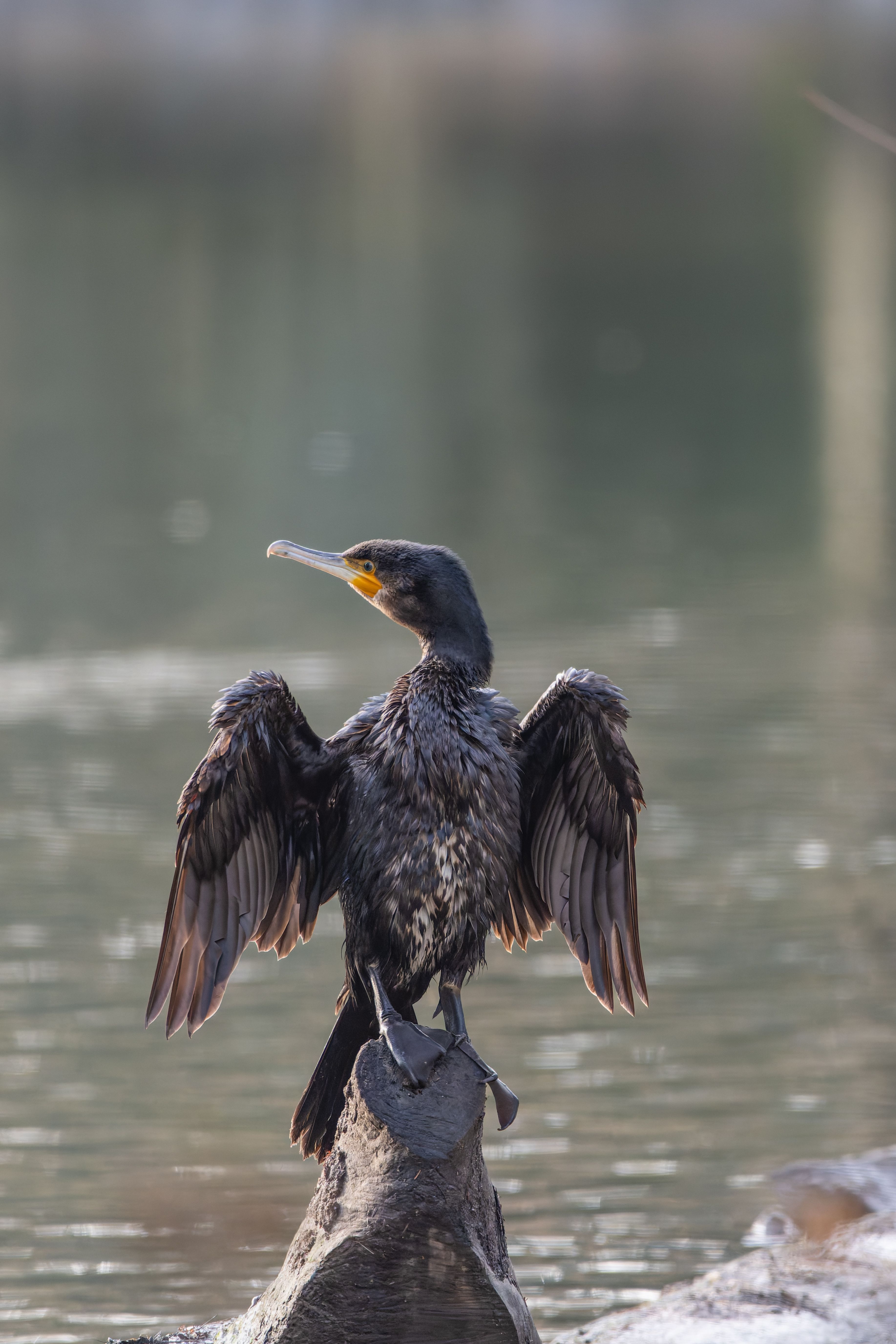 Background Without Watermark Only Wings Photos, Download The BEST Free ...