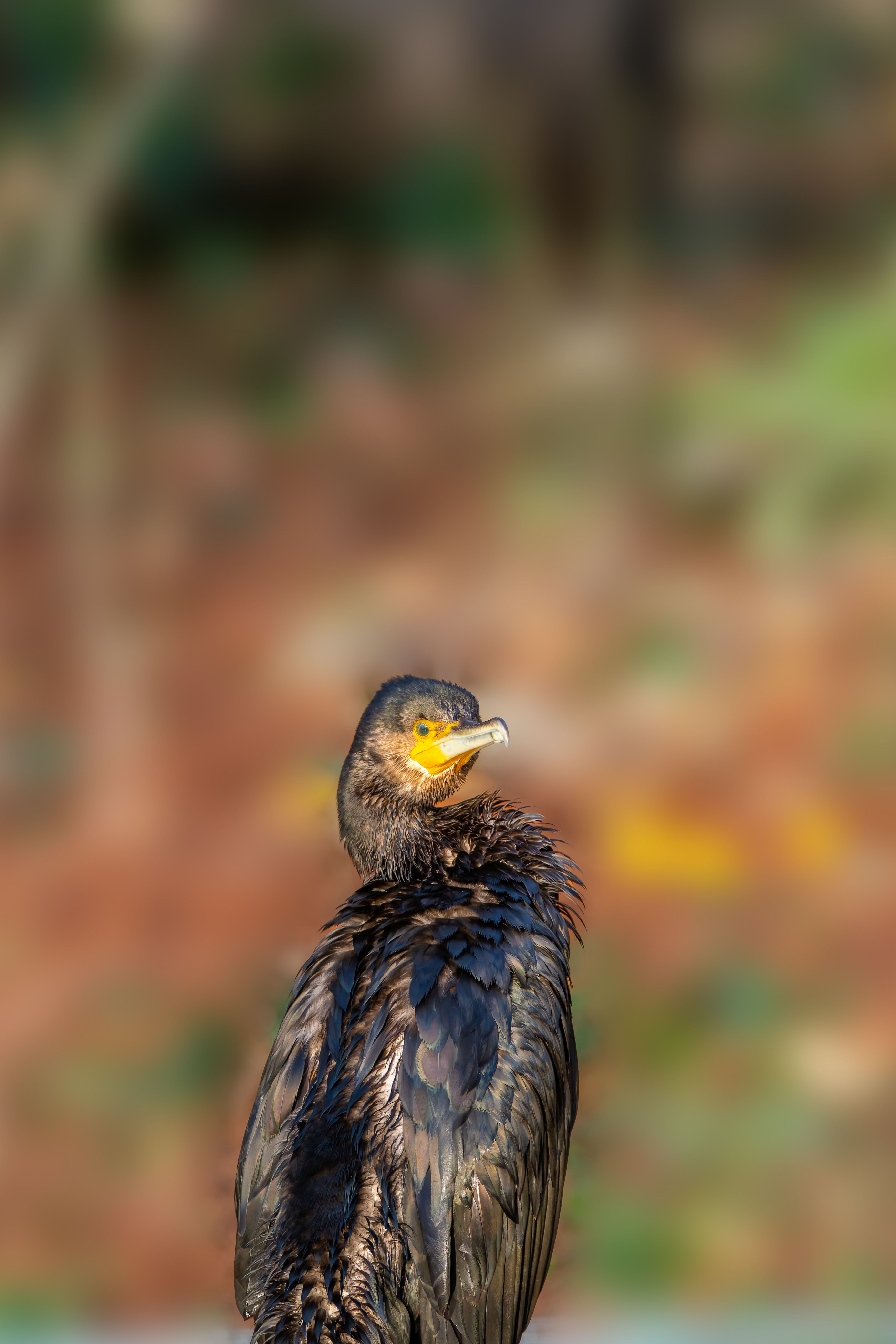 Background Without Watermark Only Wings Photos, Download The BEST Free ...
