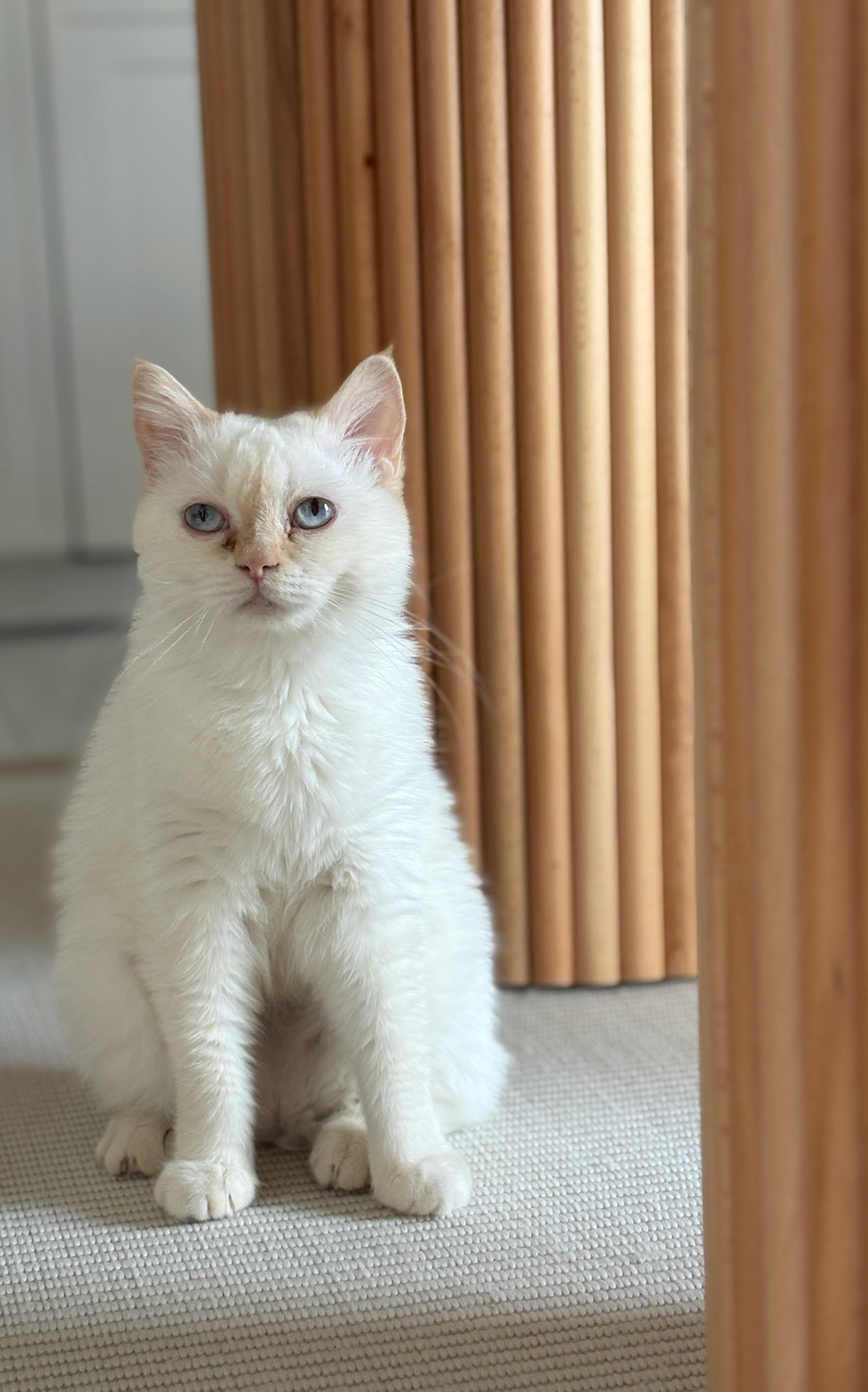 Cat Reaction Photos, Download The BEST Free Cat Reaction Stock Photos ...