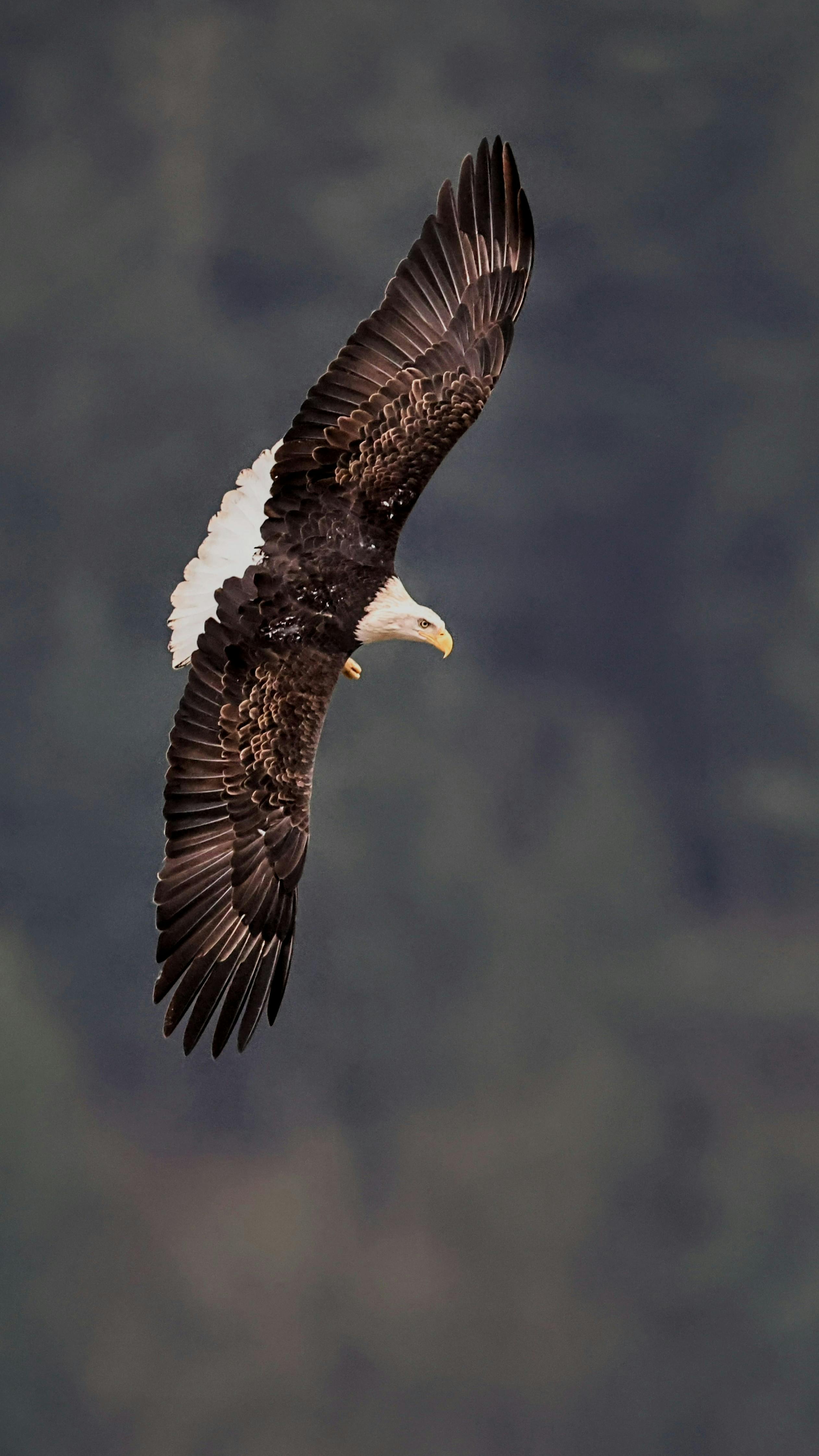 Majestuosa águila Calva En Vuelo Con El Bosque Como Telón De Fondo ...