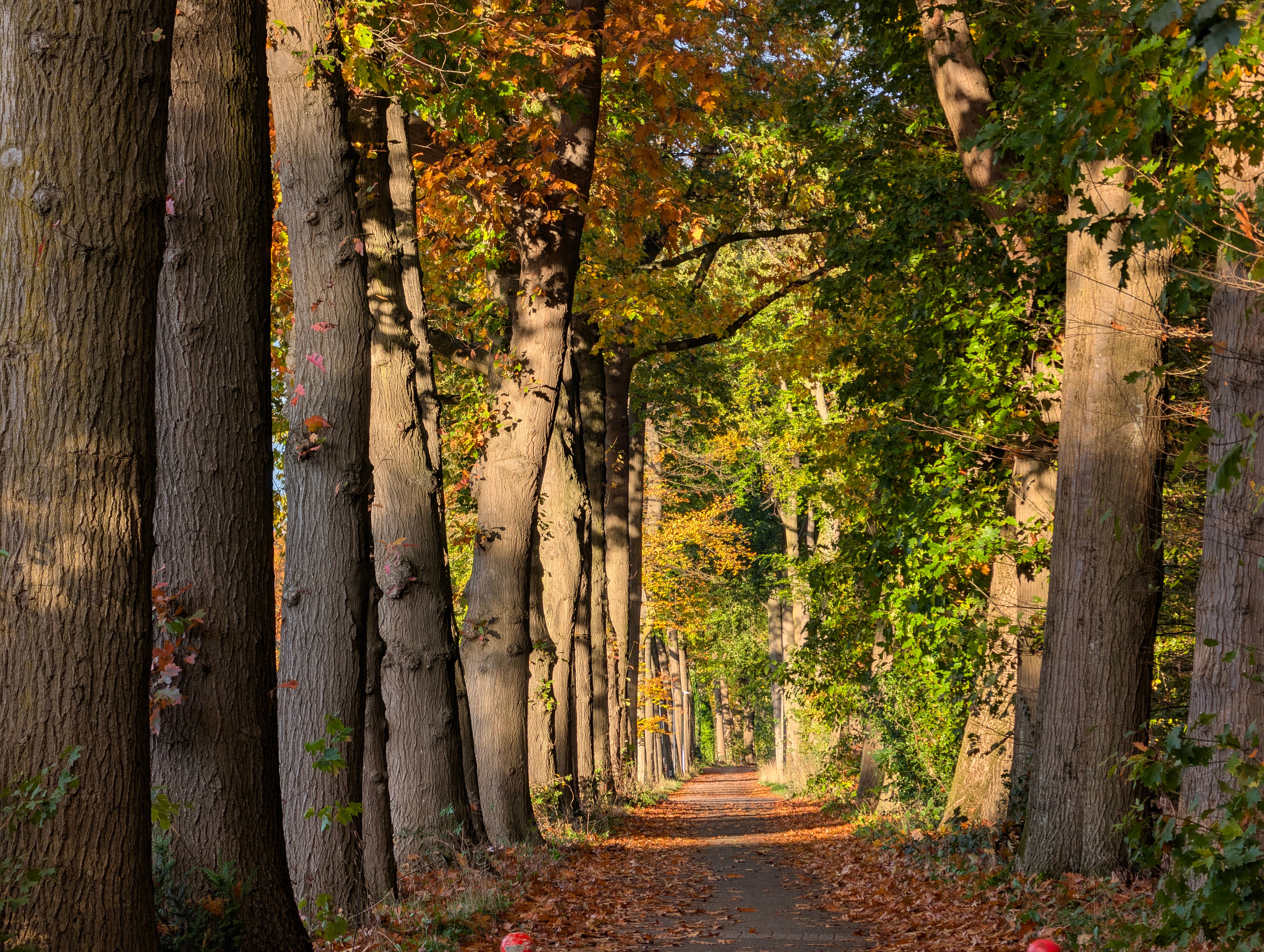 Sunlit Autumn Pathway Lined with Tall Trees · Free Stock Photo
