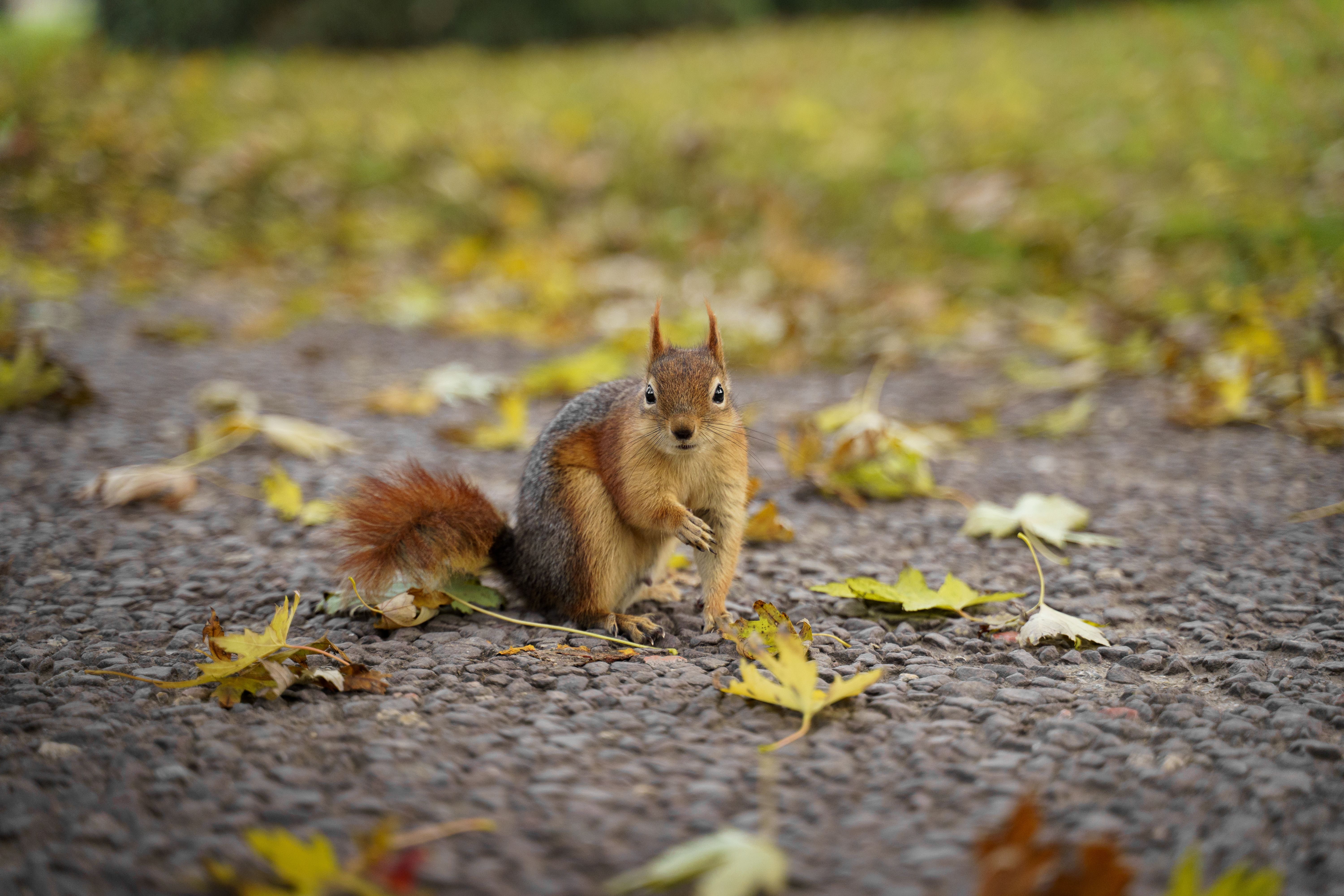Cute Nature Photos, Download The BEST Free Cute Nature Stock Photos ...