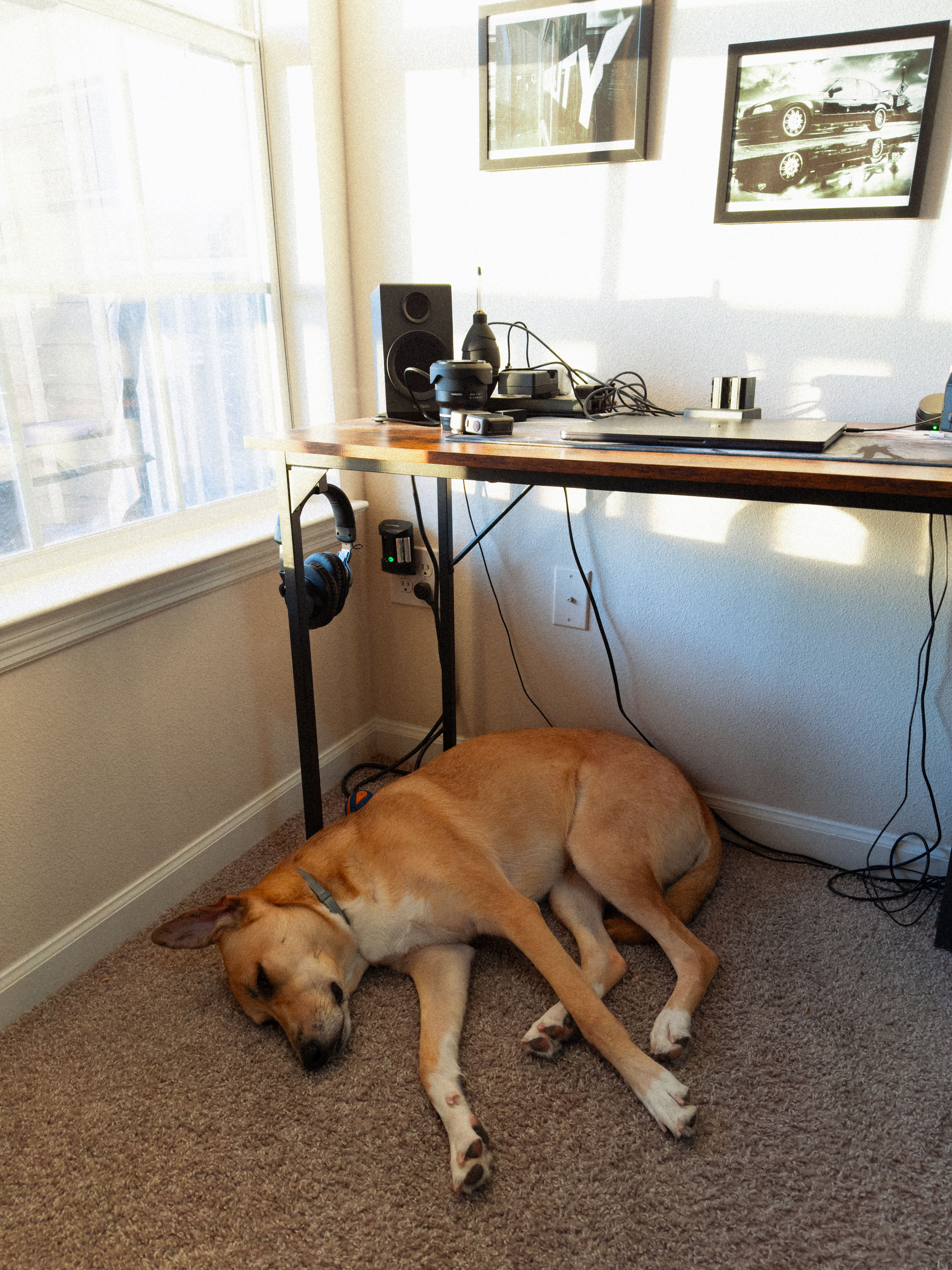 Cozy Workspace with Sleeping Dog Under Desk · Free Stock Photo