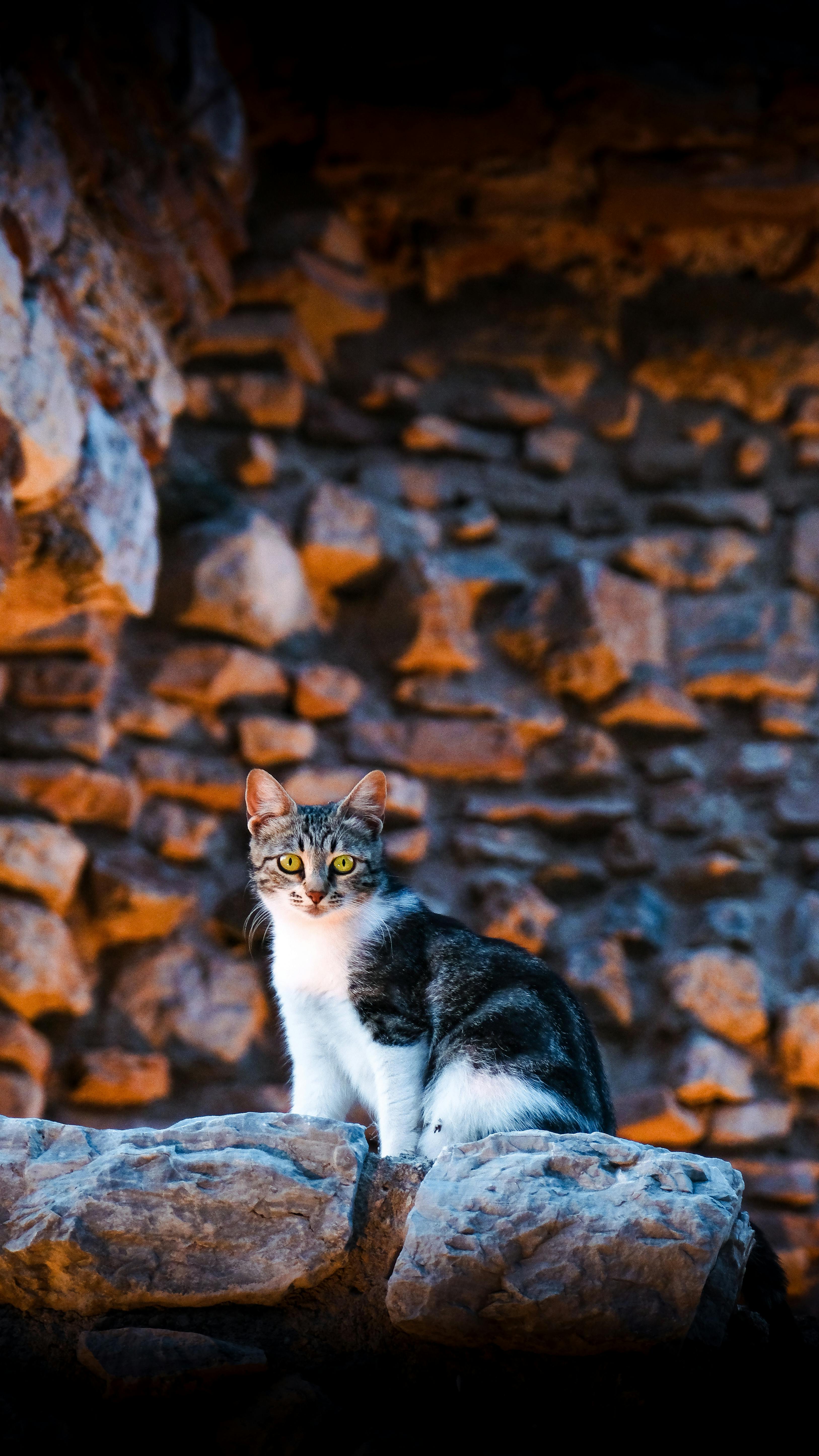 Cat Reaction Photos, Download The BEST Free Cat Reaction Stock Photos ...