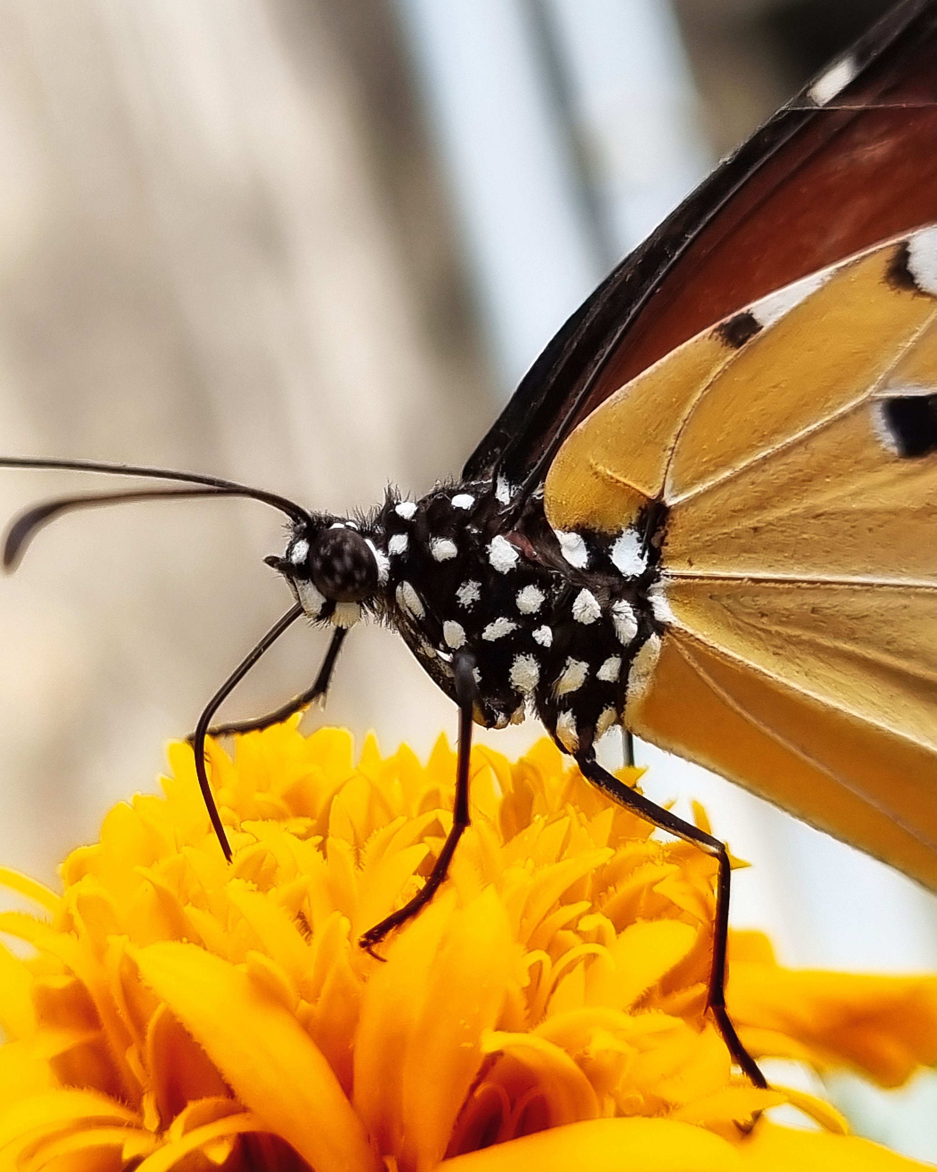 Close Up Flower And Butterfly Photos, Download The BEST Free Close Up ...