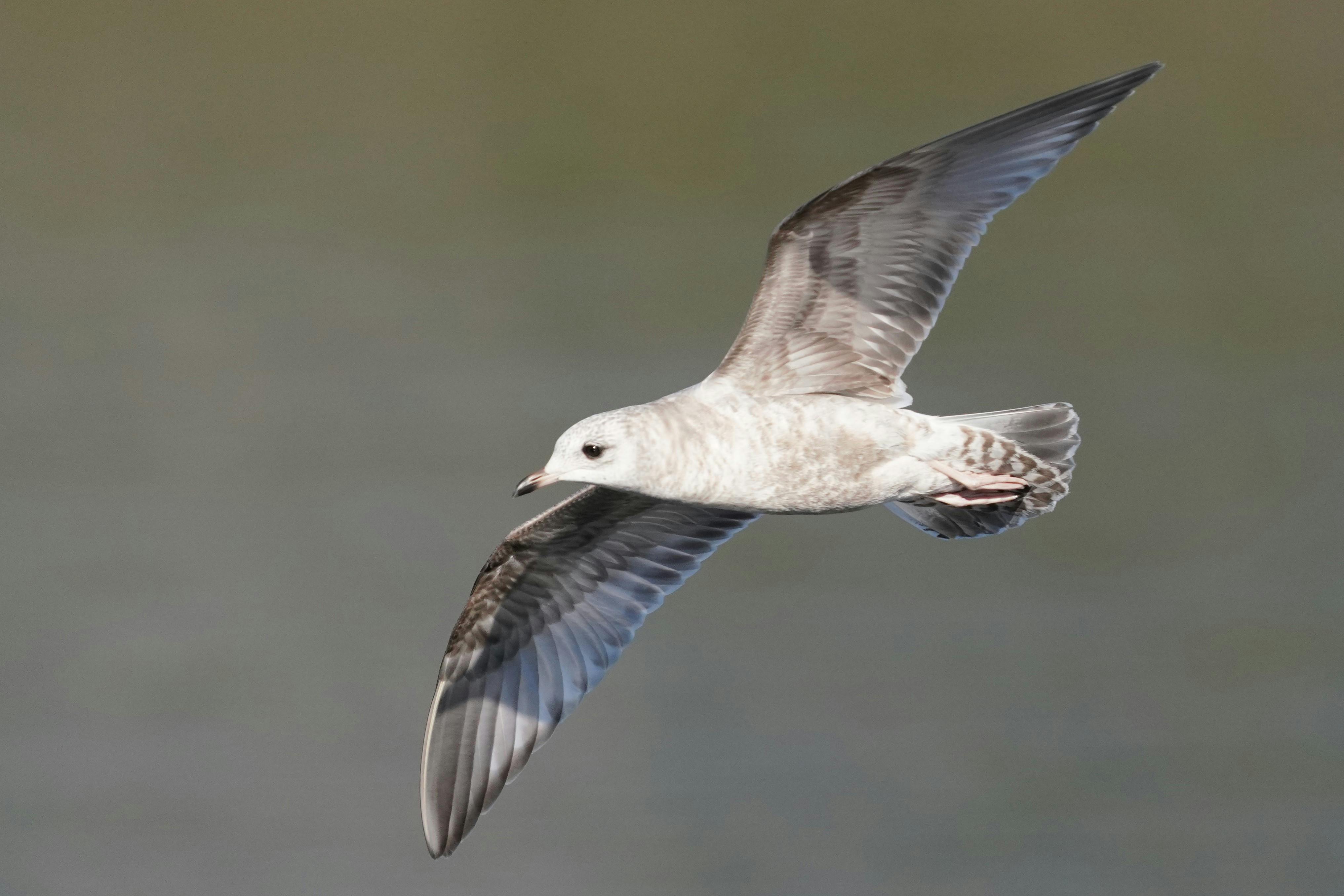 Gull Sekilleri Photos, Download The BEST Free Gull Sekilleri Stock ...