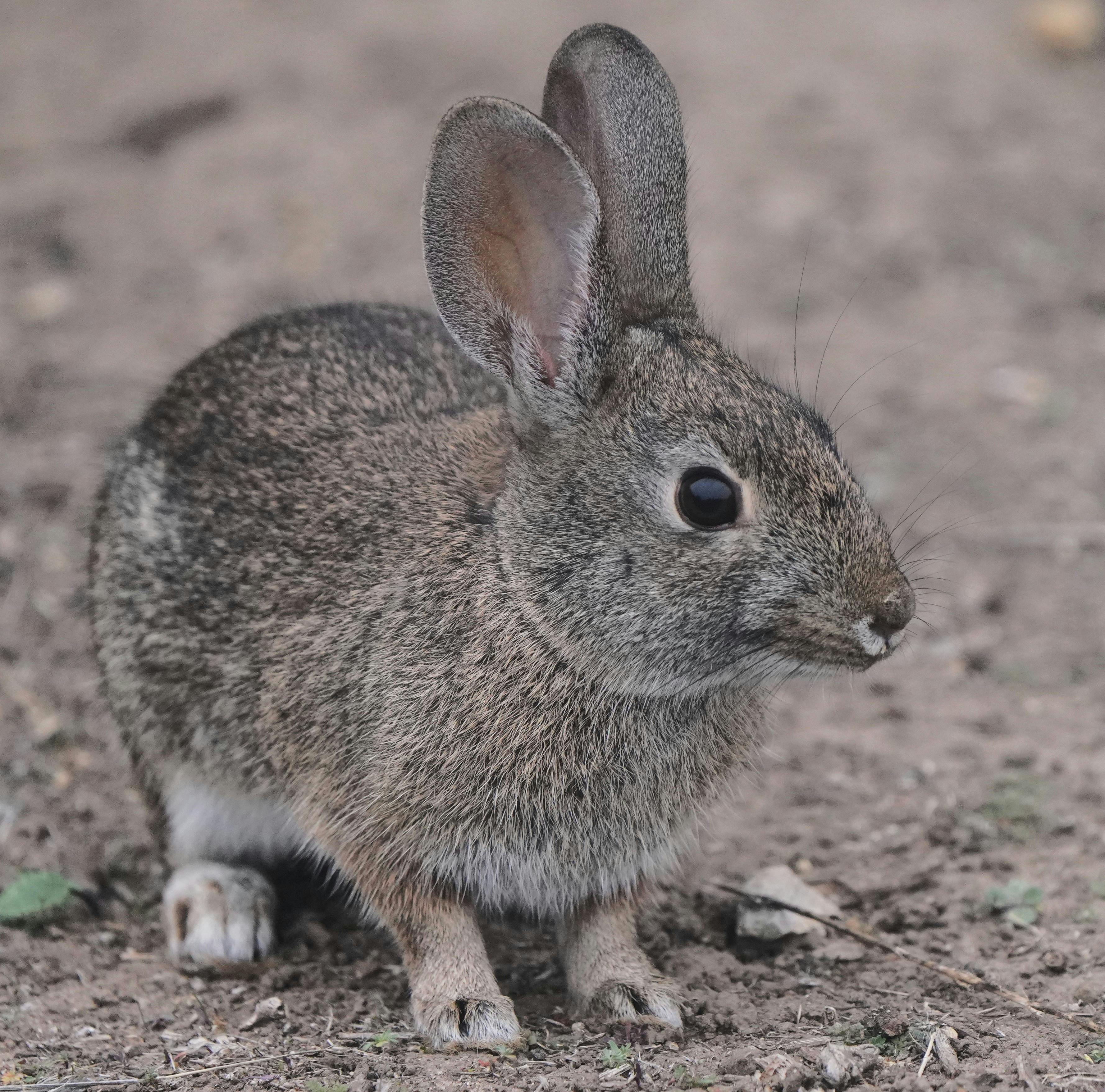 Cute Rabbit Photos, Download The BEST Free Cute Rabbit Stock Photos ...