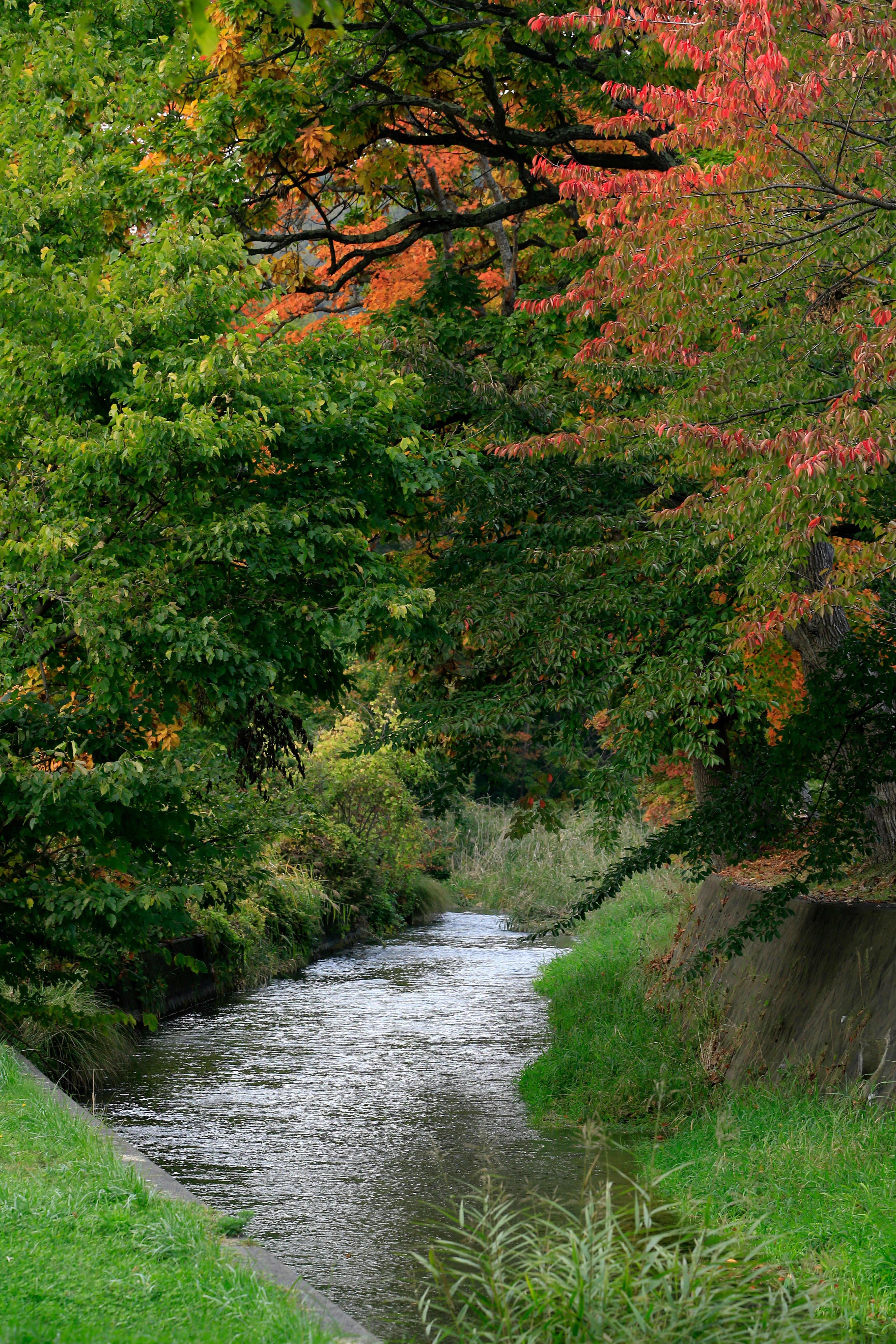 Serene Autumn Stream Surrounded by Colorful Foliage · Free Stock Photo