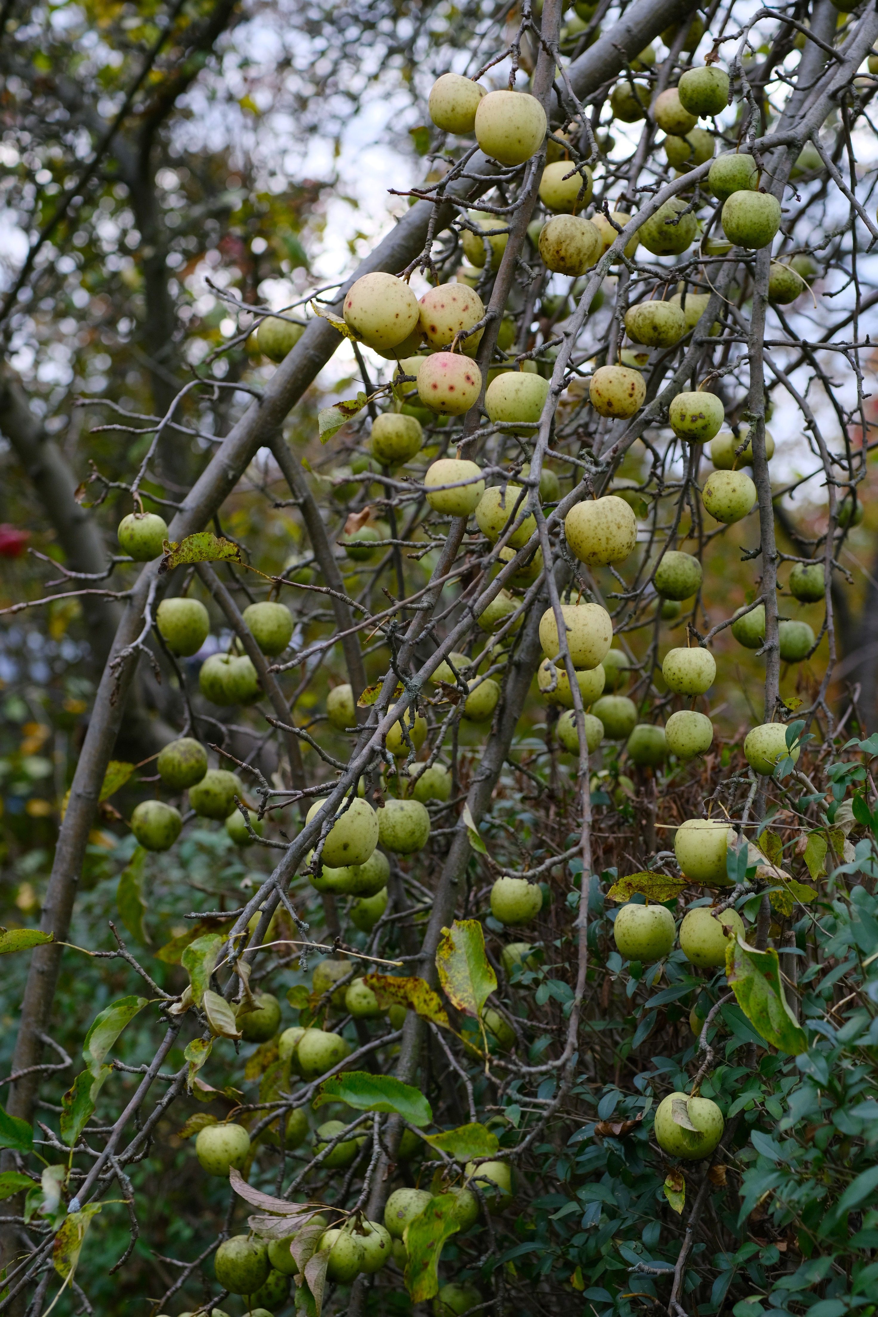 Abundant Apple Branches in Autumn Garden · Free Stock Photo