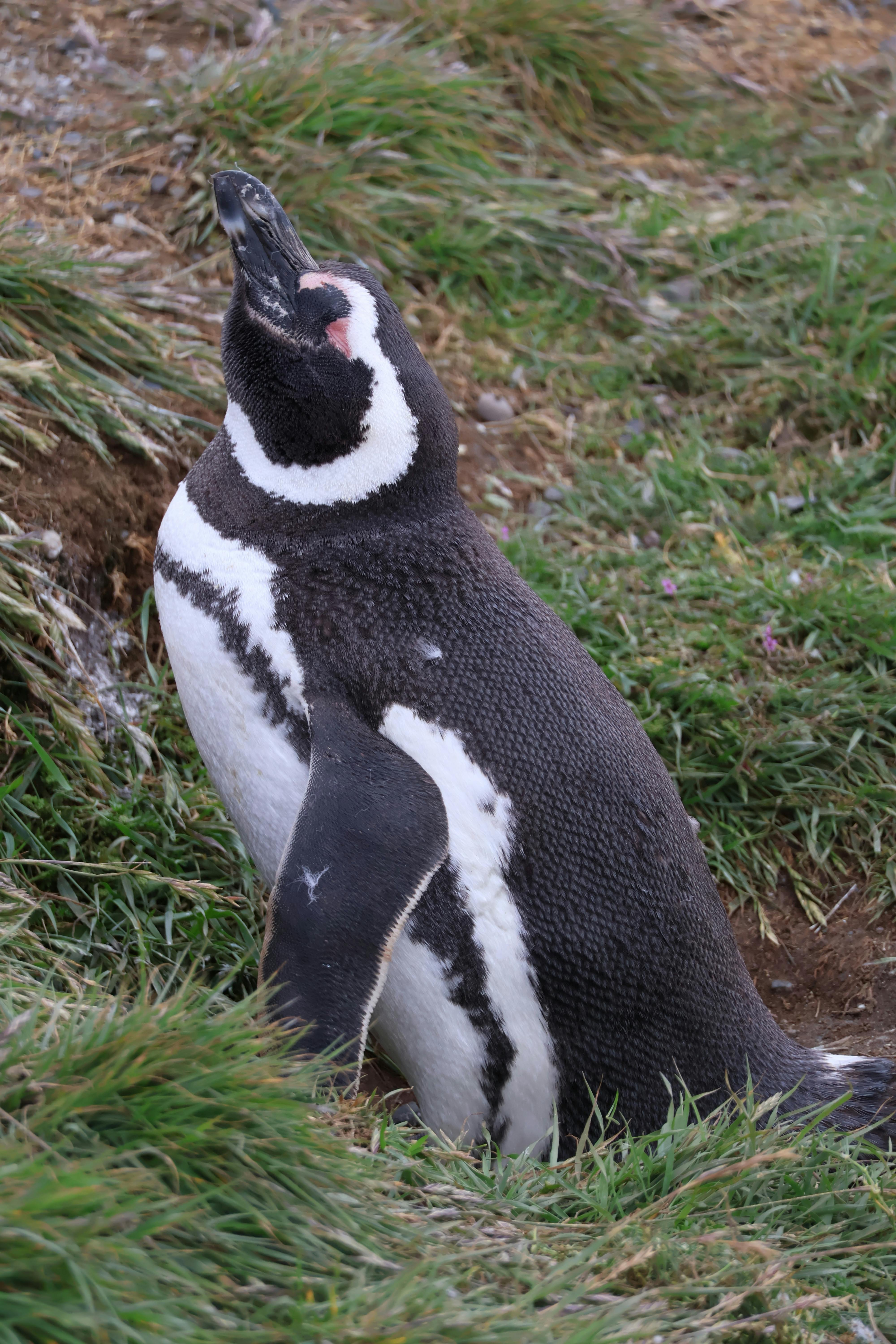 Magellanic Penguin in Natural Habitat · Free Stock Photo
