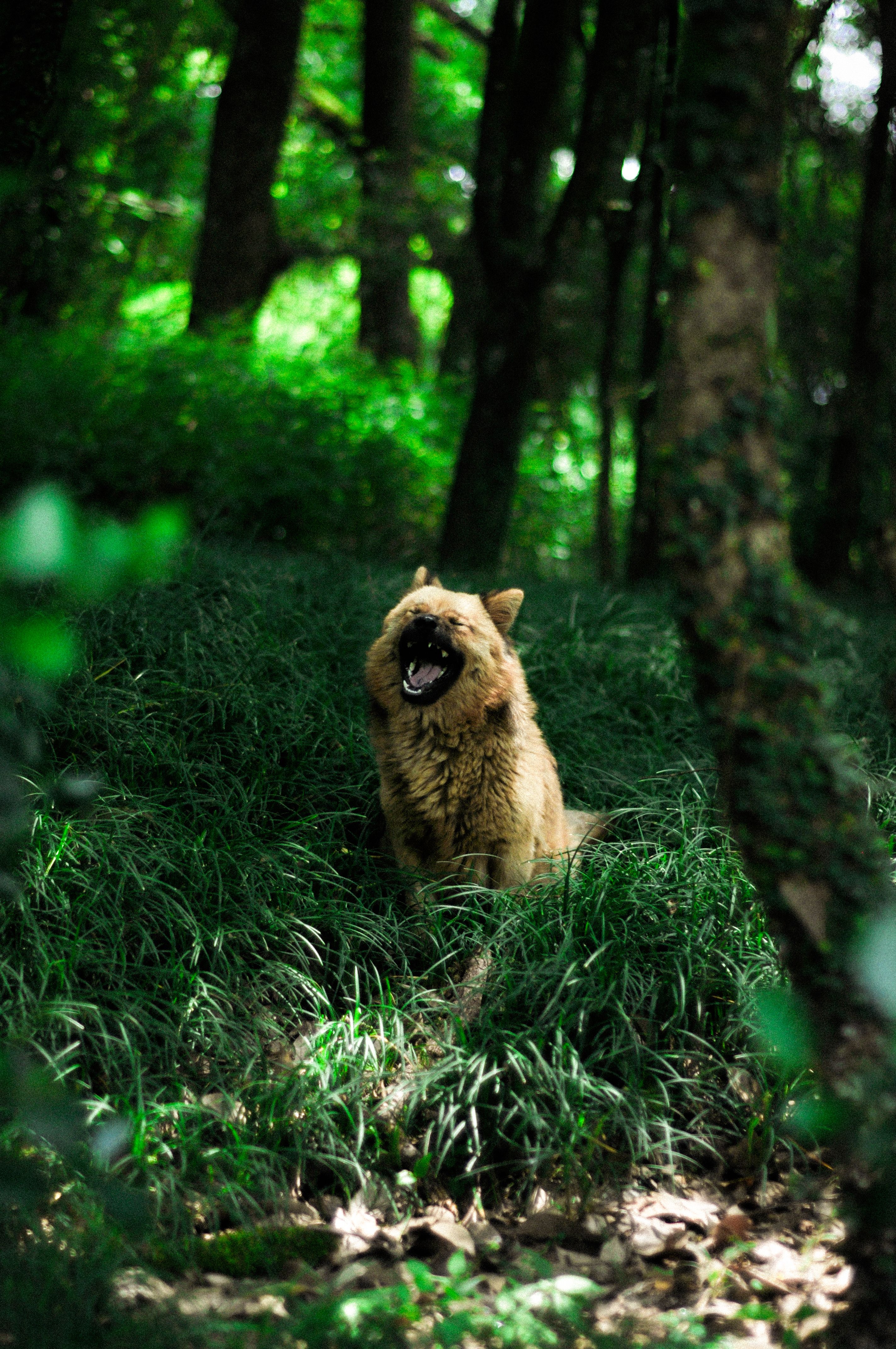 Perro Salvaje En Un Exuberante Bosque Verde · Foto de stock gratuita