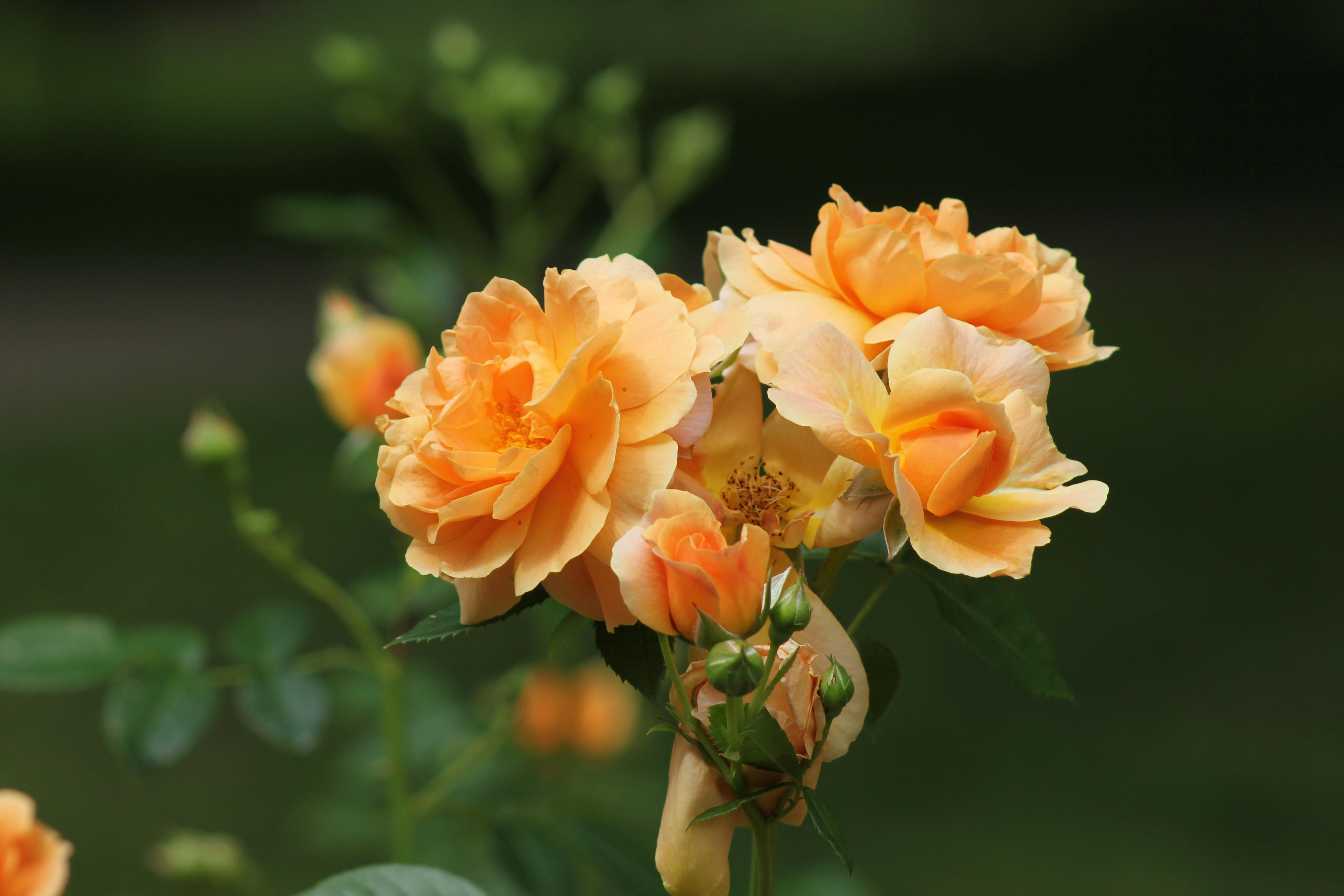 Vibrant Orange Roses in Bloom in Toronto · Free Stock Photo