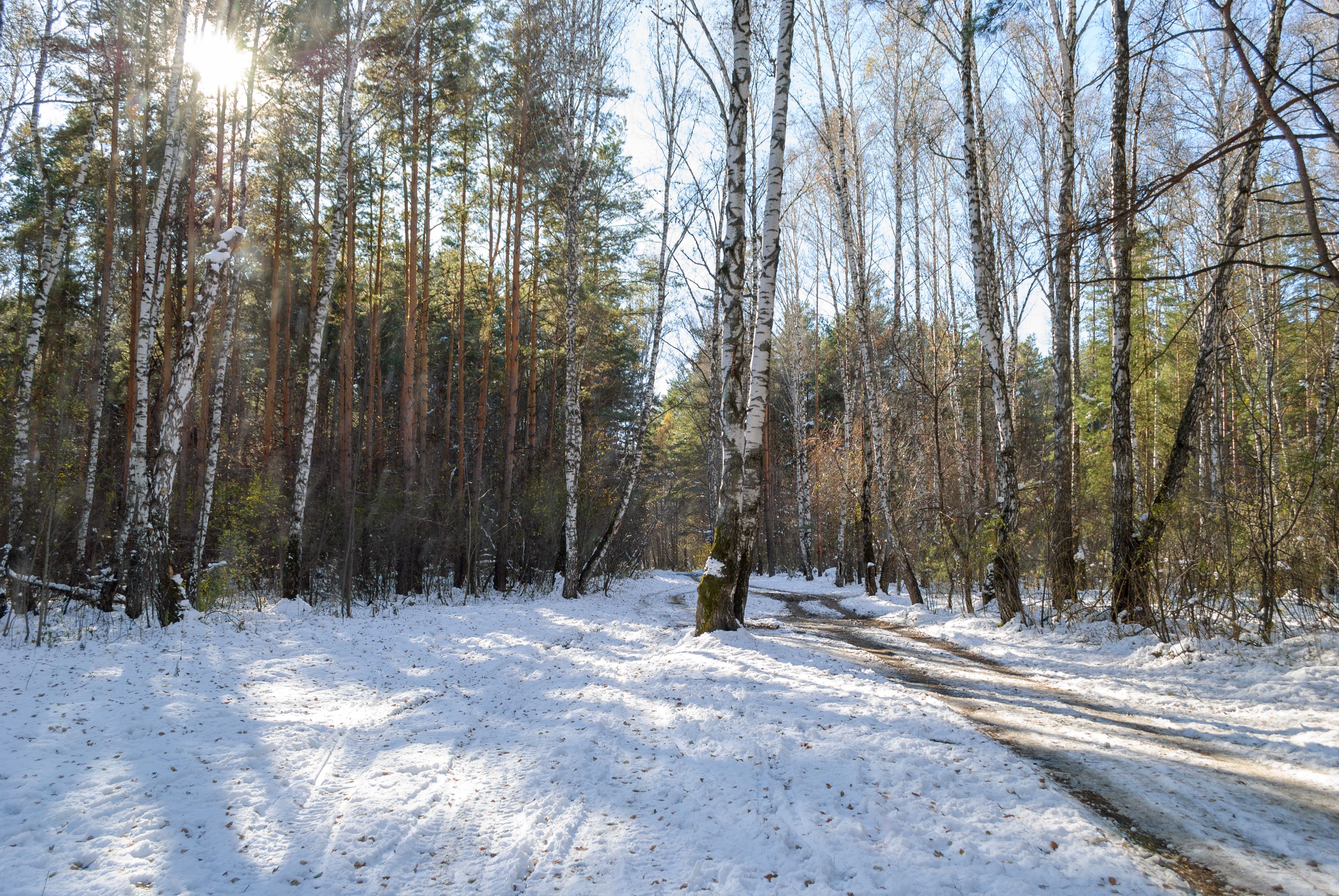 Serene Winter Forest Scene with Snowy Path · Free Stock Photo