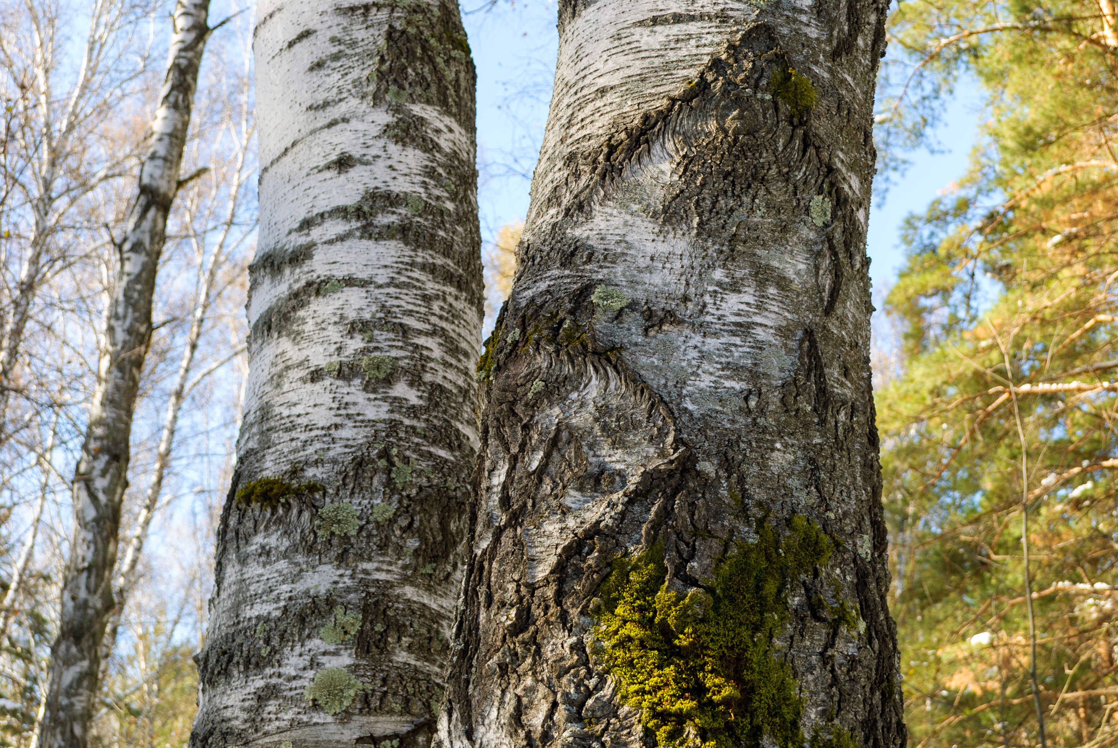 Close-up of Birch Tree Trunks with Moss in Forest · Free Stock Photo