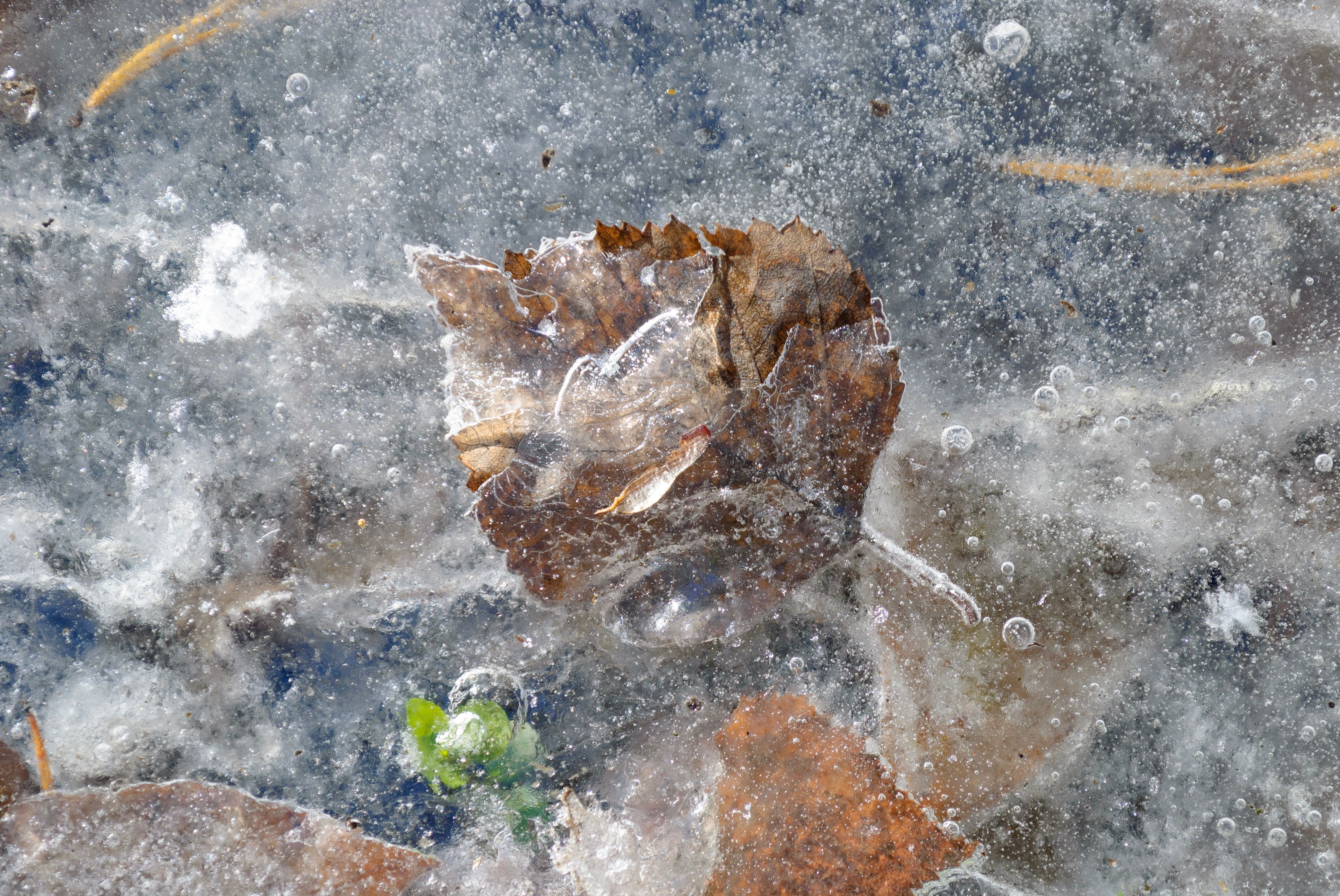 Frozen Leaf in Ice Captures Winter's Embrace · Free Stock Photo