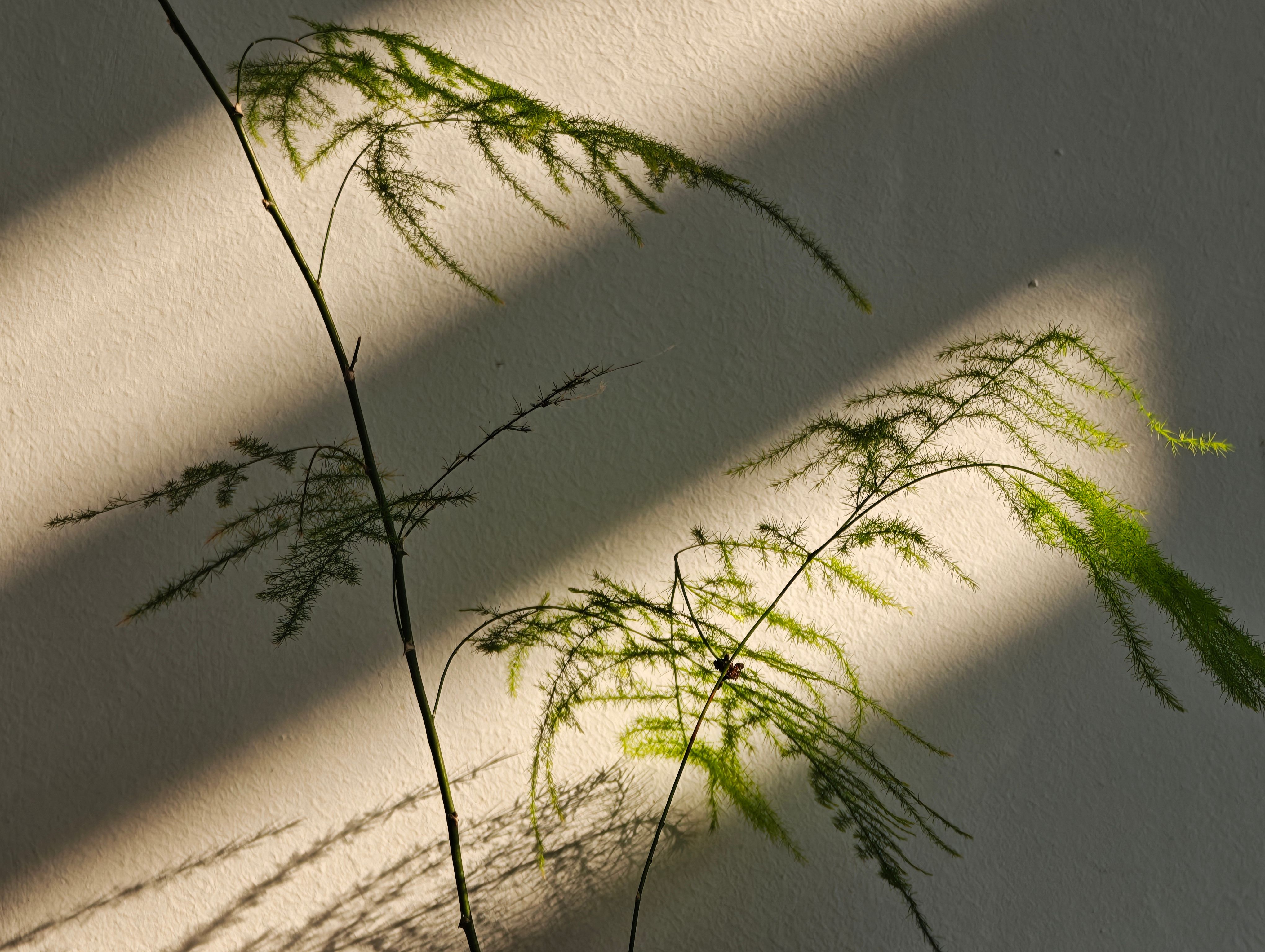 Sunlit Fern Leaves Casting Shadows on Wall · Free Stock Photo