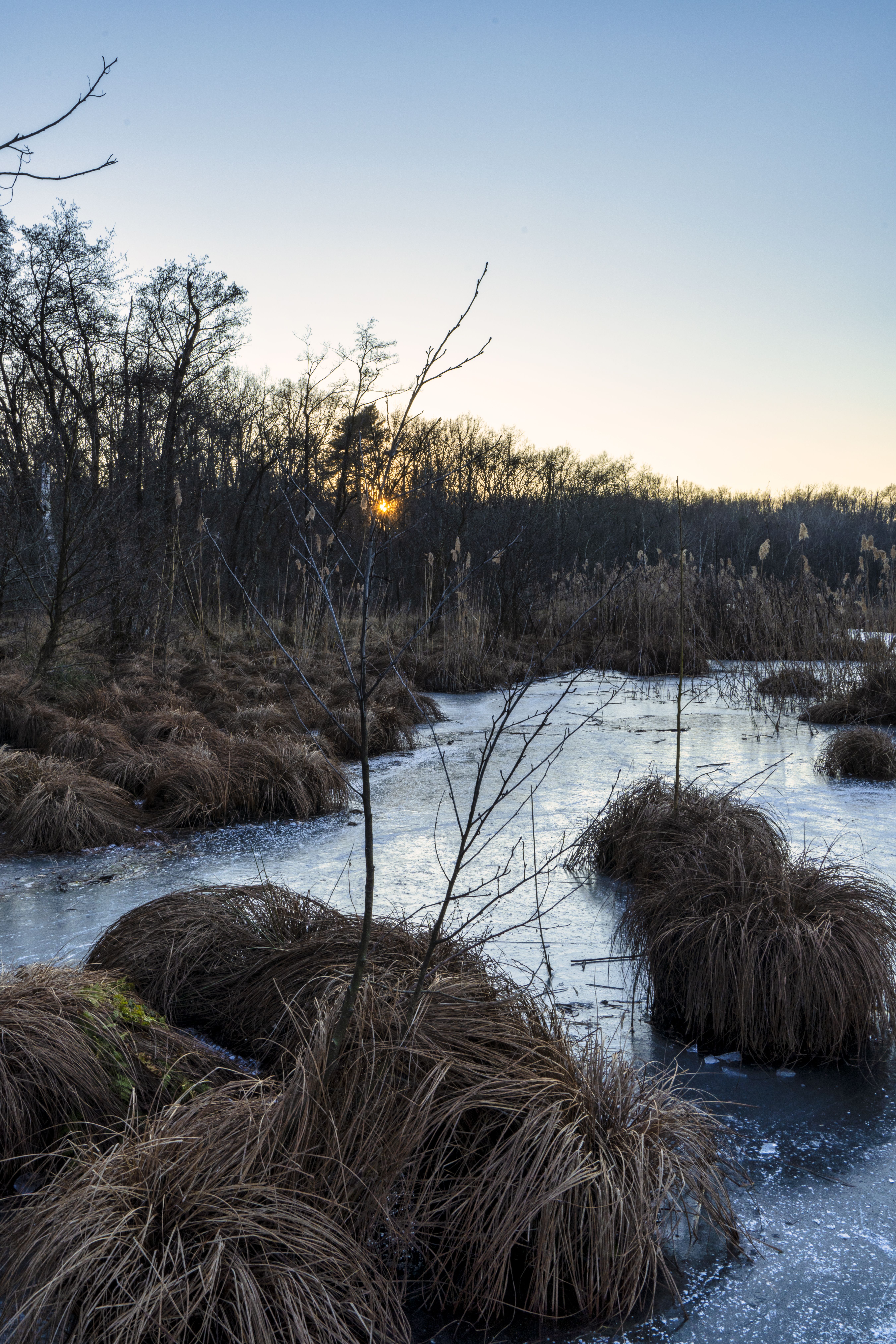 Serene Frozen Marsh at Dawn in Winter · Free Stock Photo