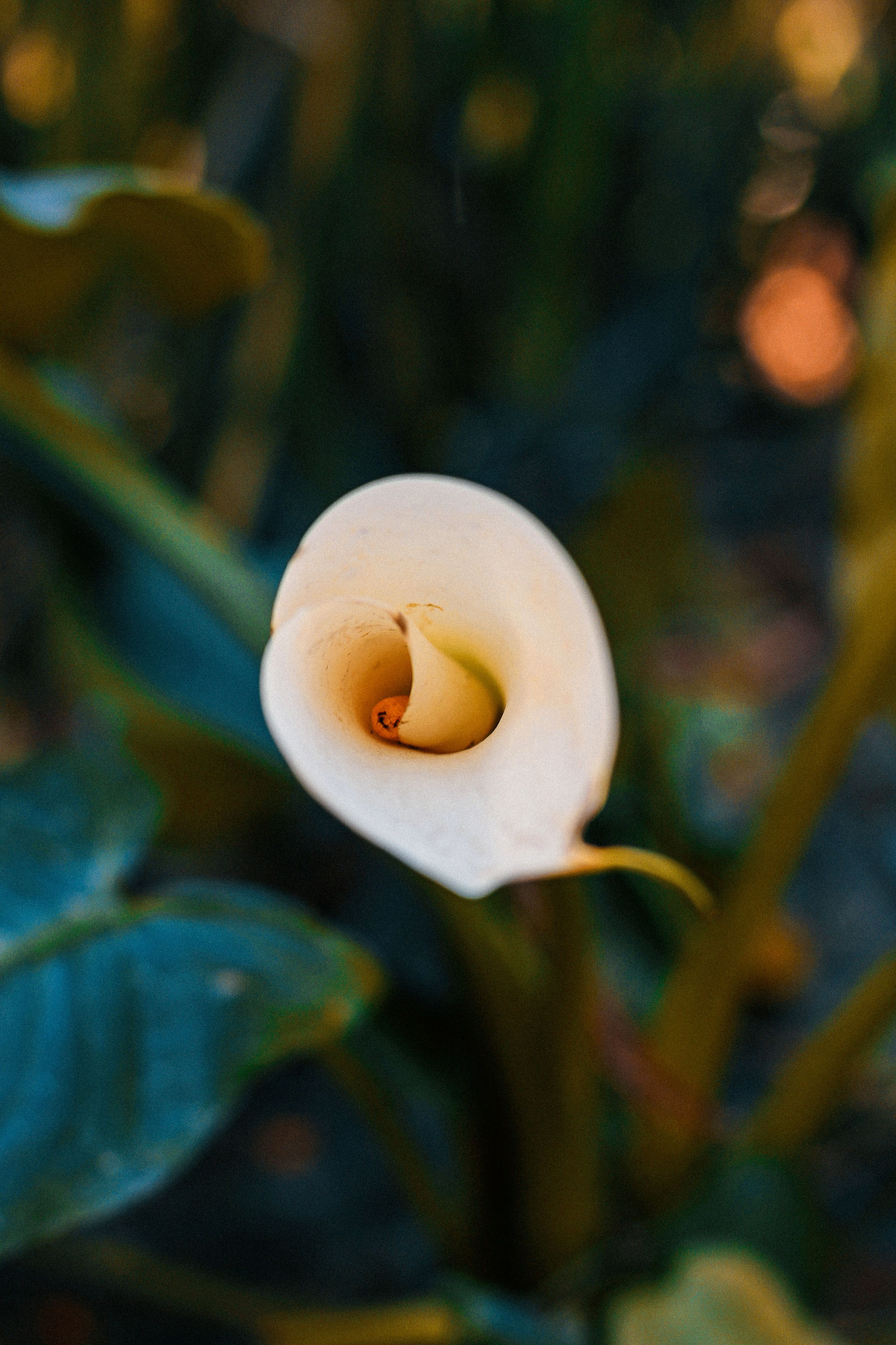 Gulab Flower Background Photos, Download The BEST Free Gulab Flower ...