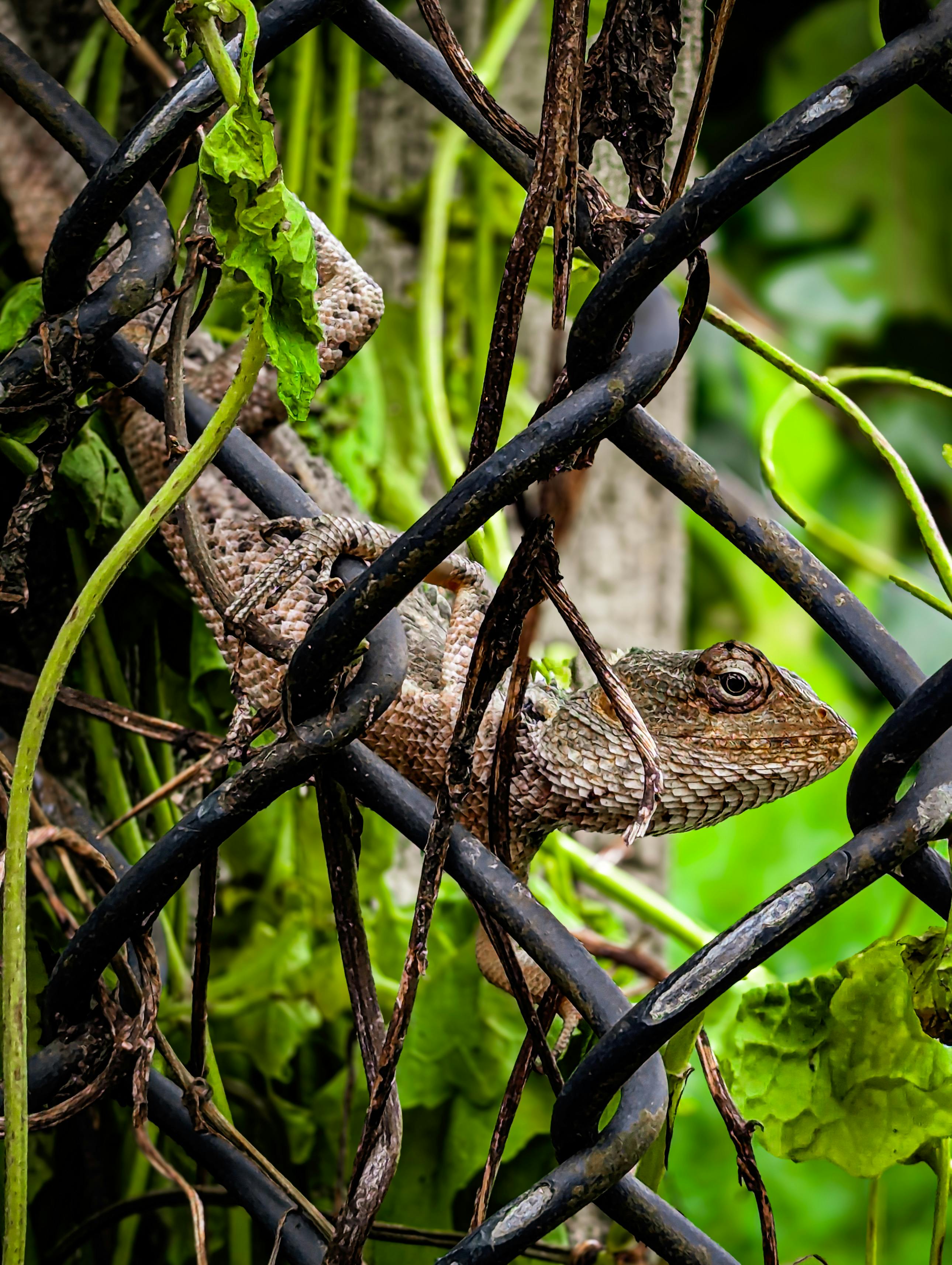 Adaptation Photos, Download The BEST Free Adaptation Stock Photos & HD ...