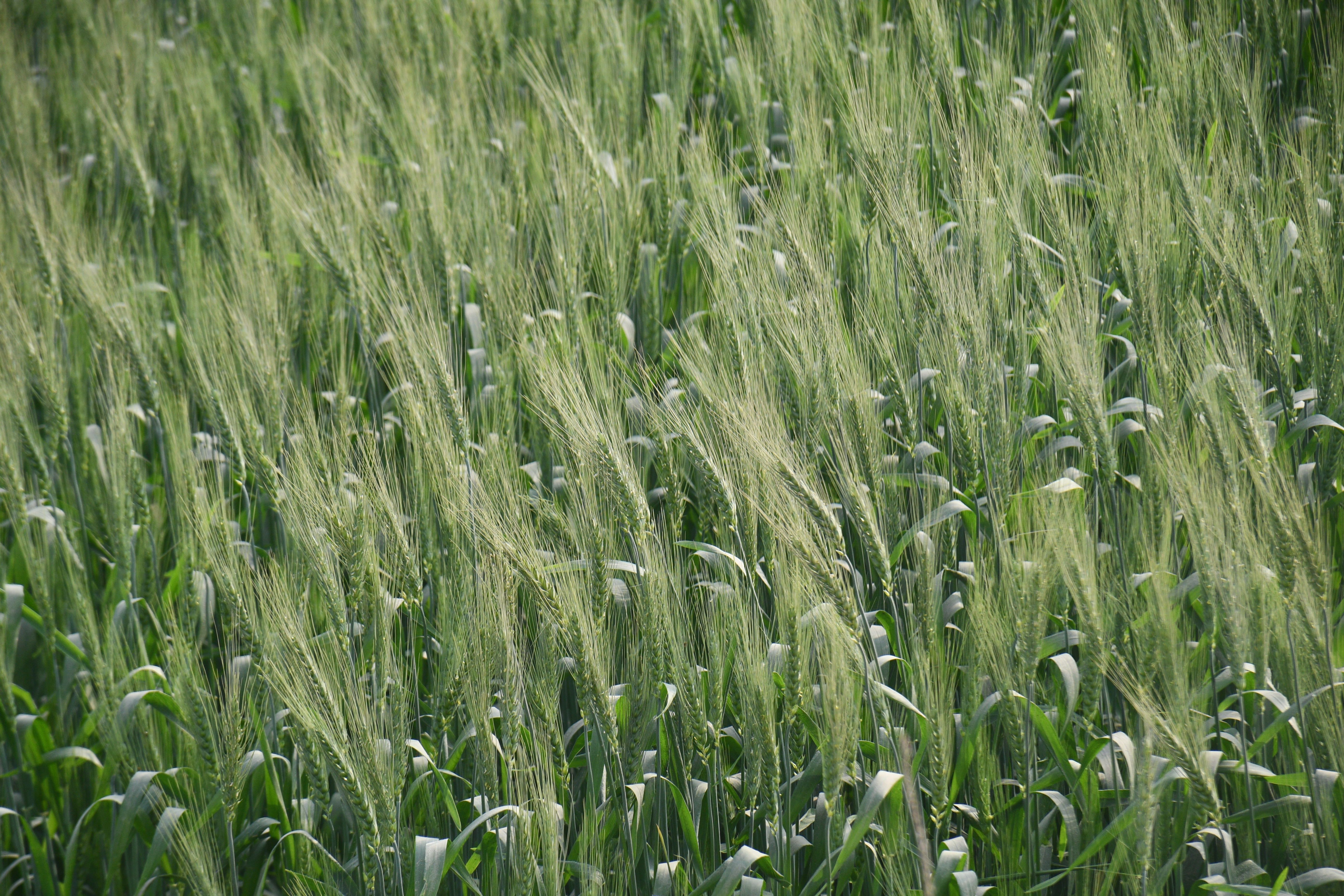 Beautiful Grass Field Photos, Download The BEST Free Beautiful Grass ...